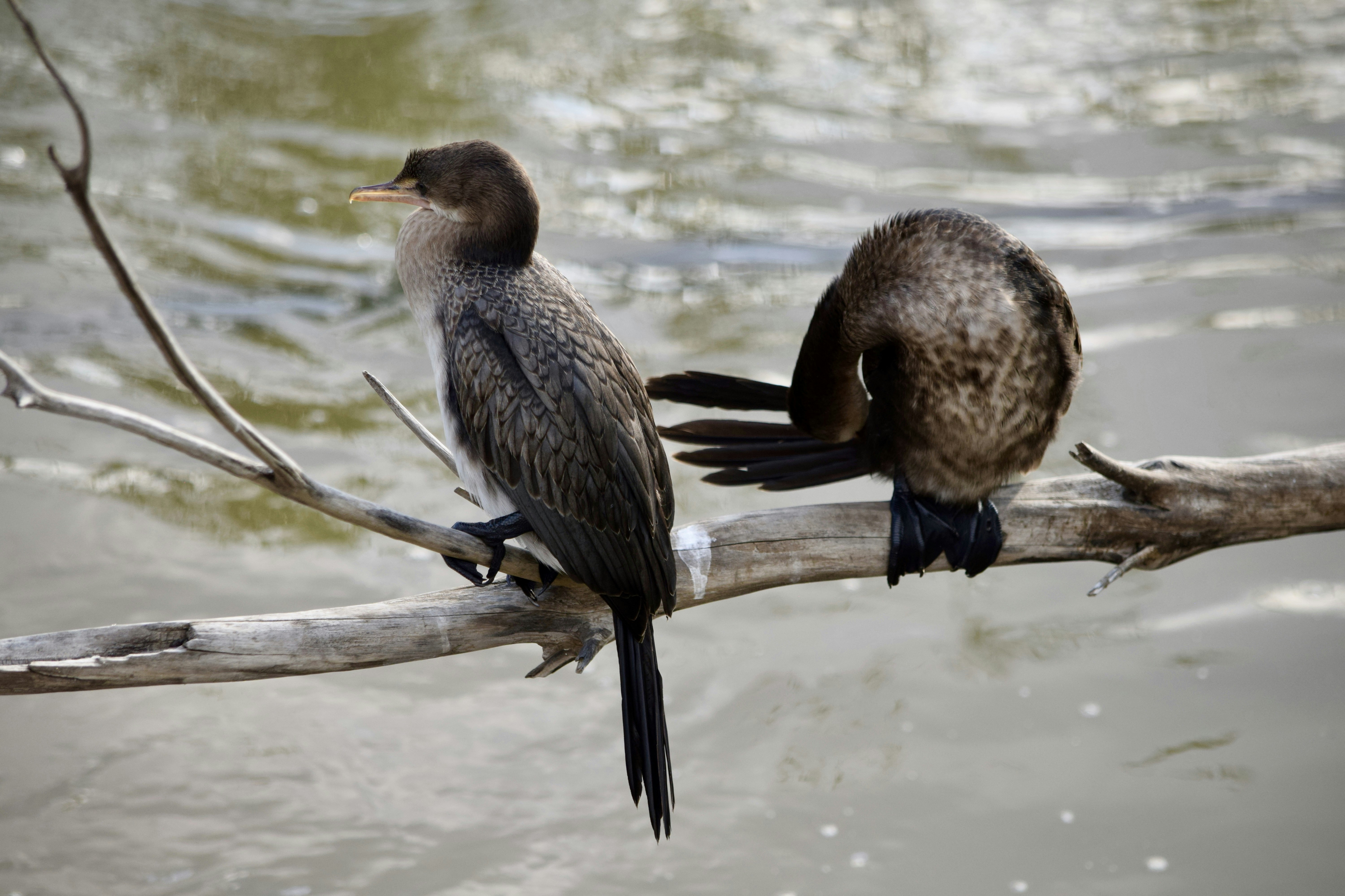 Two perching grebes on a sunlit driftwood beam