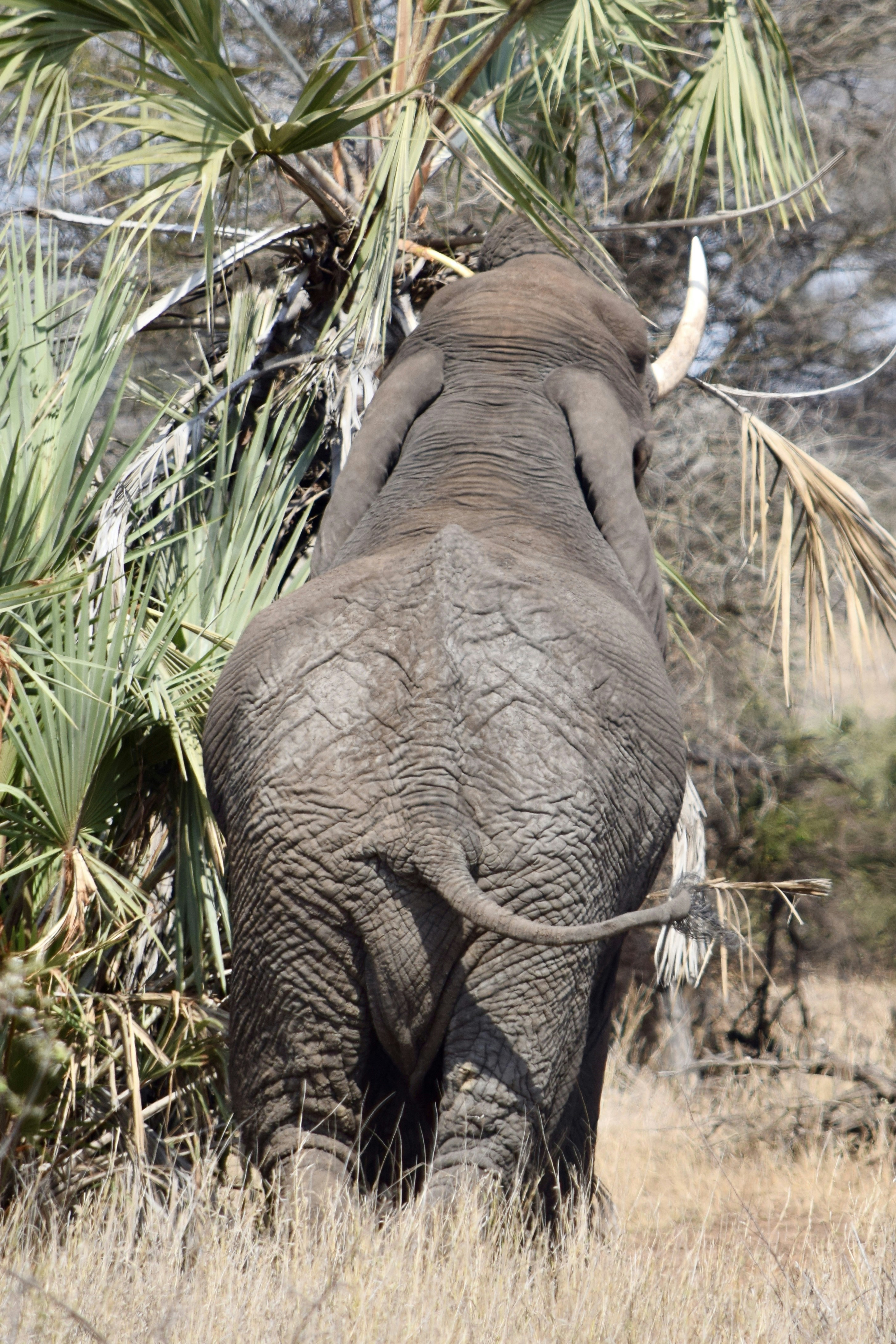 Back-View of African Elephant Amid Palm Fronds in Dusk Grassland