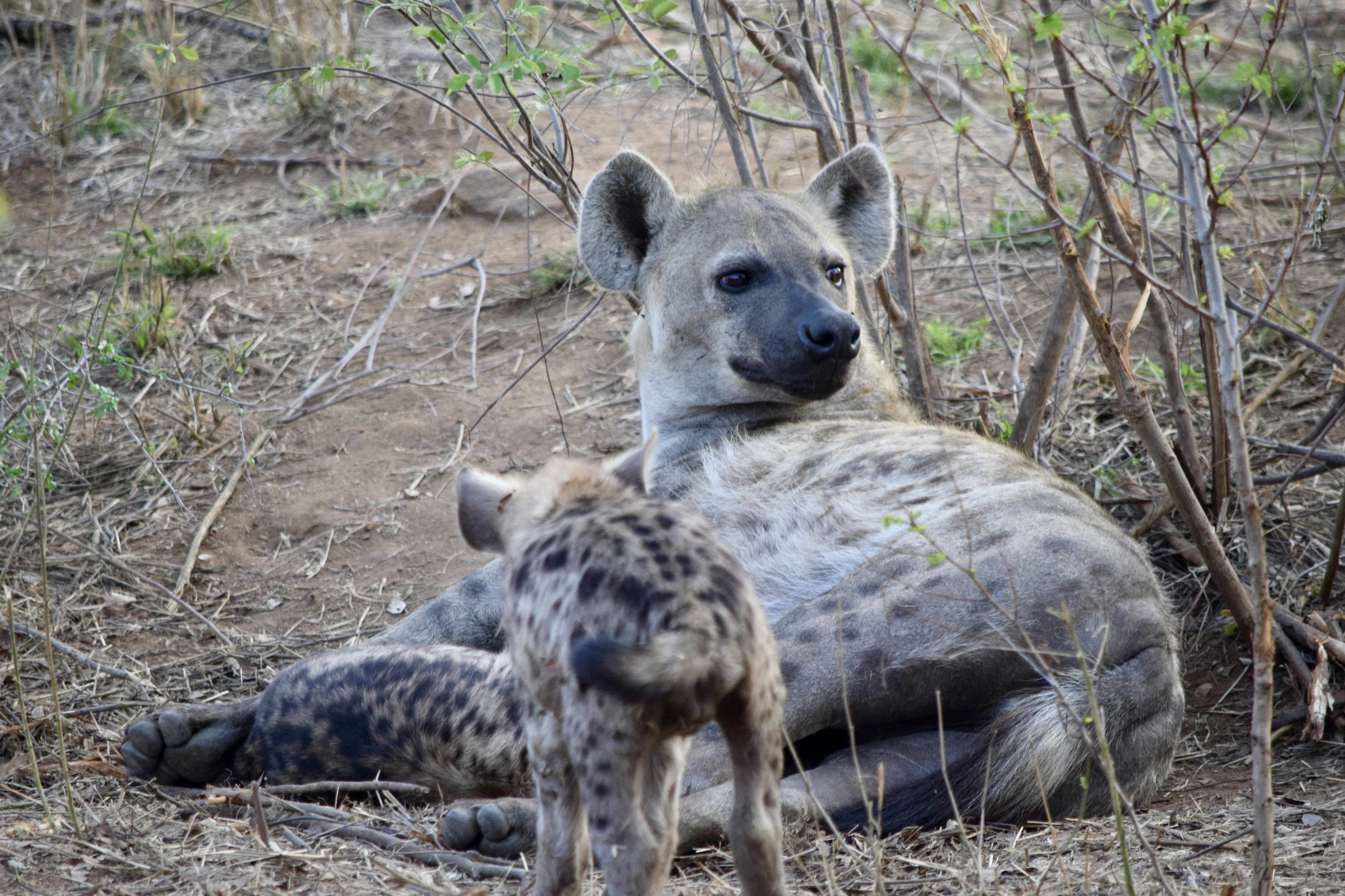 Lawn-Side Rest: A Hyena Nuzzles in the Shade