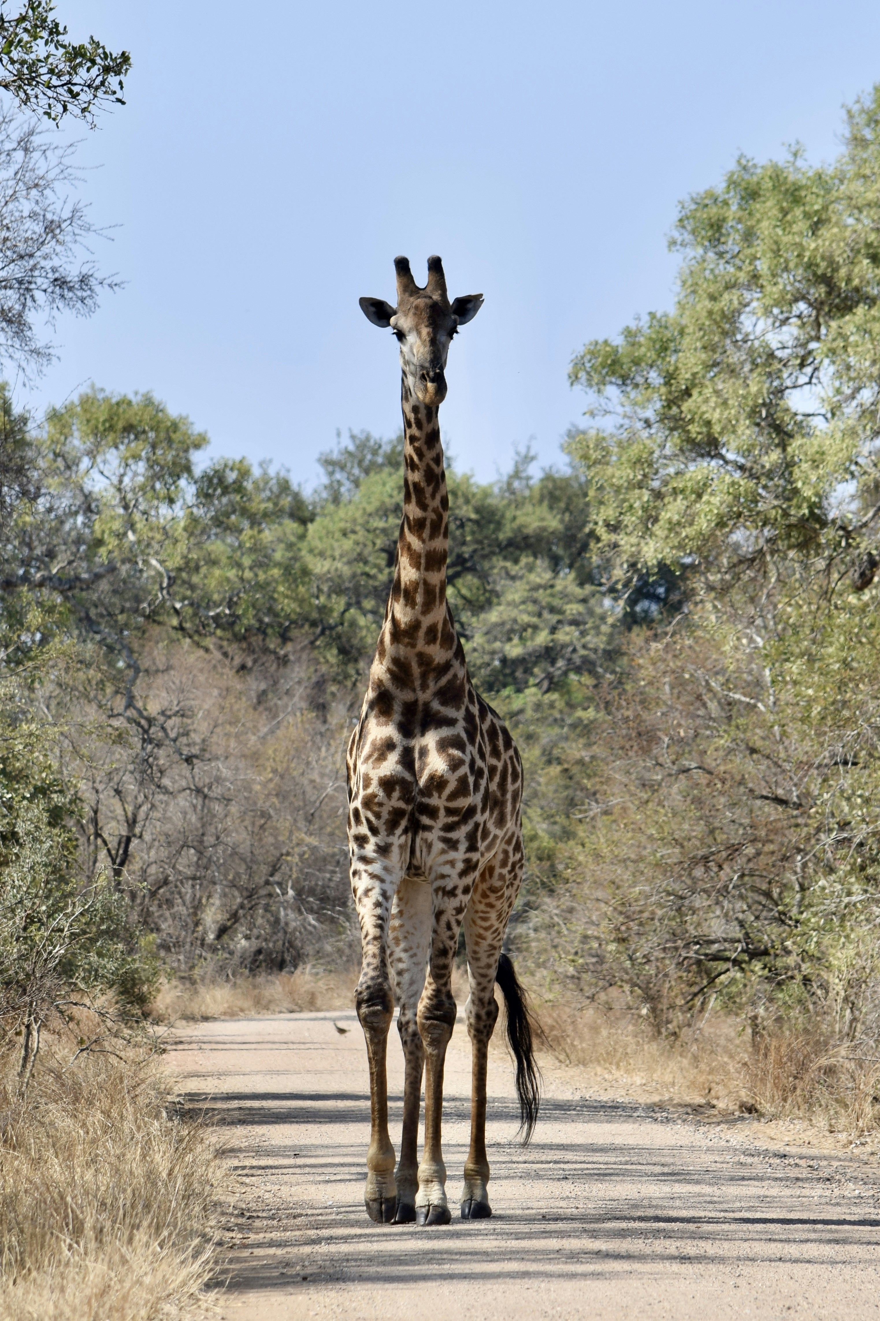 Giraffe on a sunlit road: a steady stare through the savanna