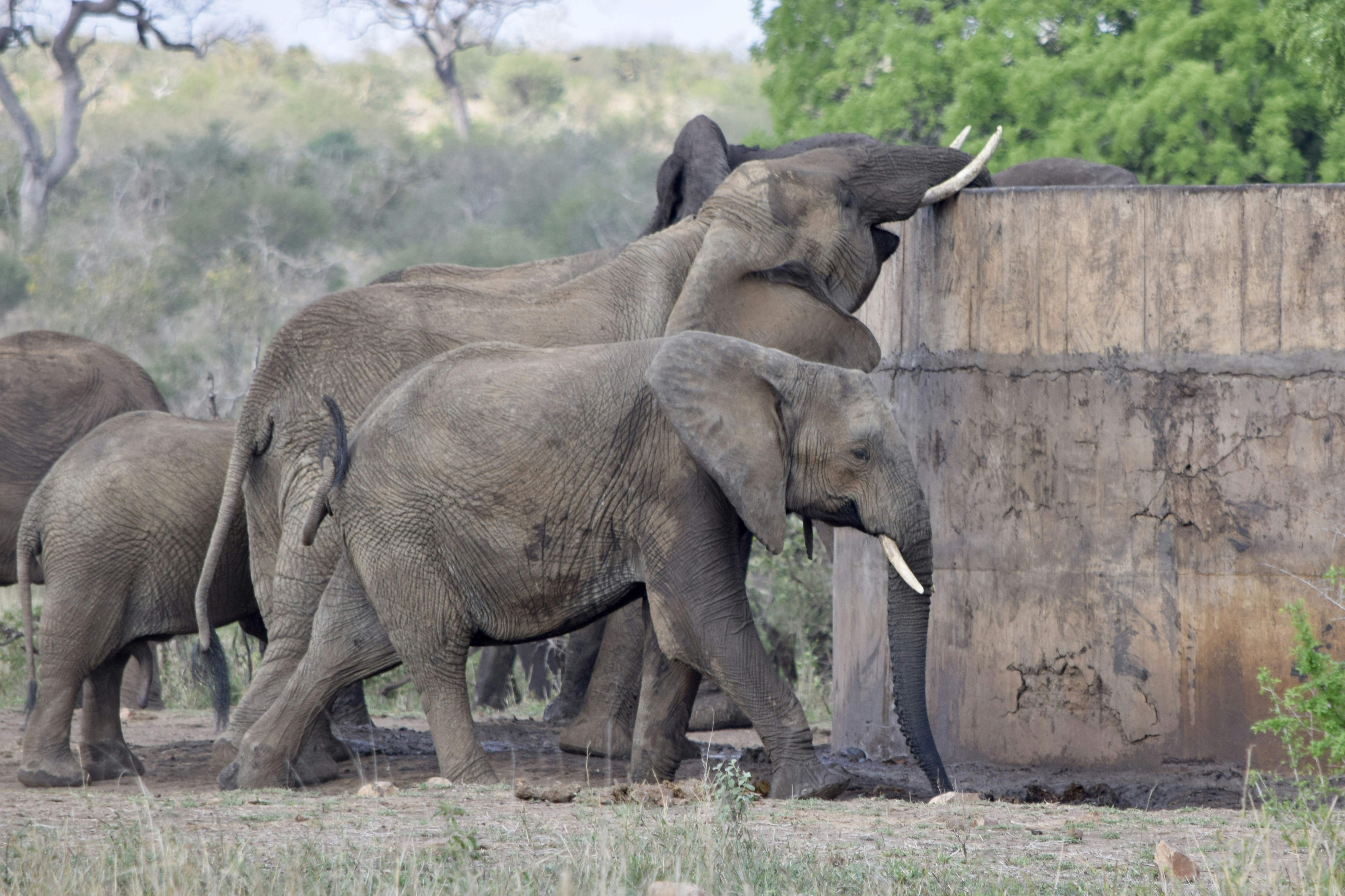 Elephant Assembly at Mud Wall: A Herd at the Watering Post