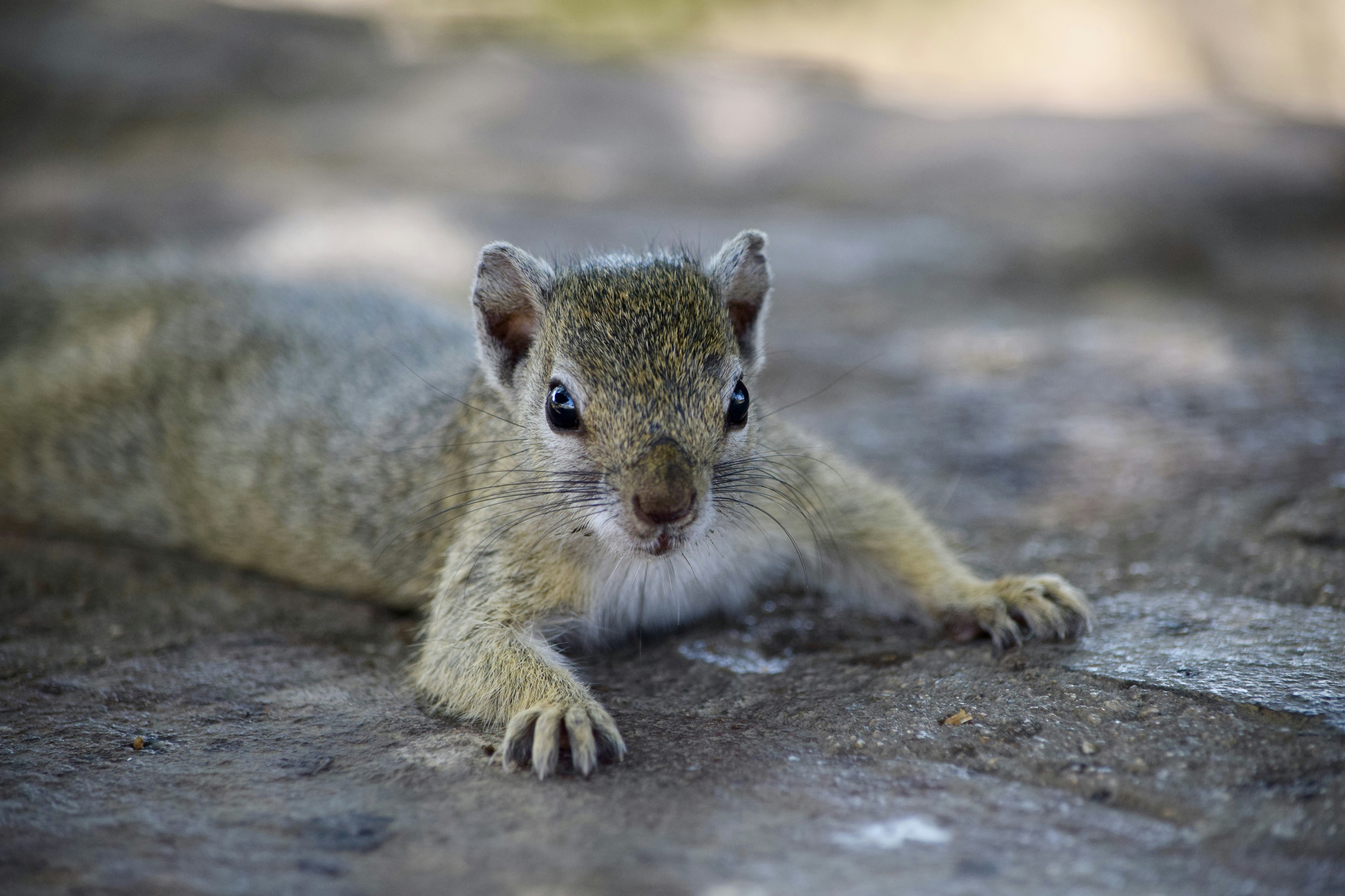 Curious Ground Squirrel Reaches from the Trail