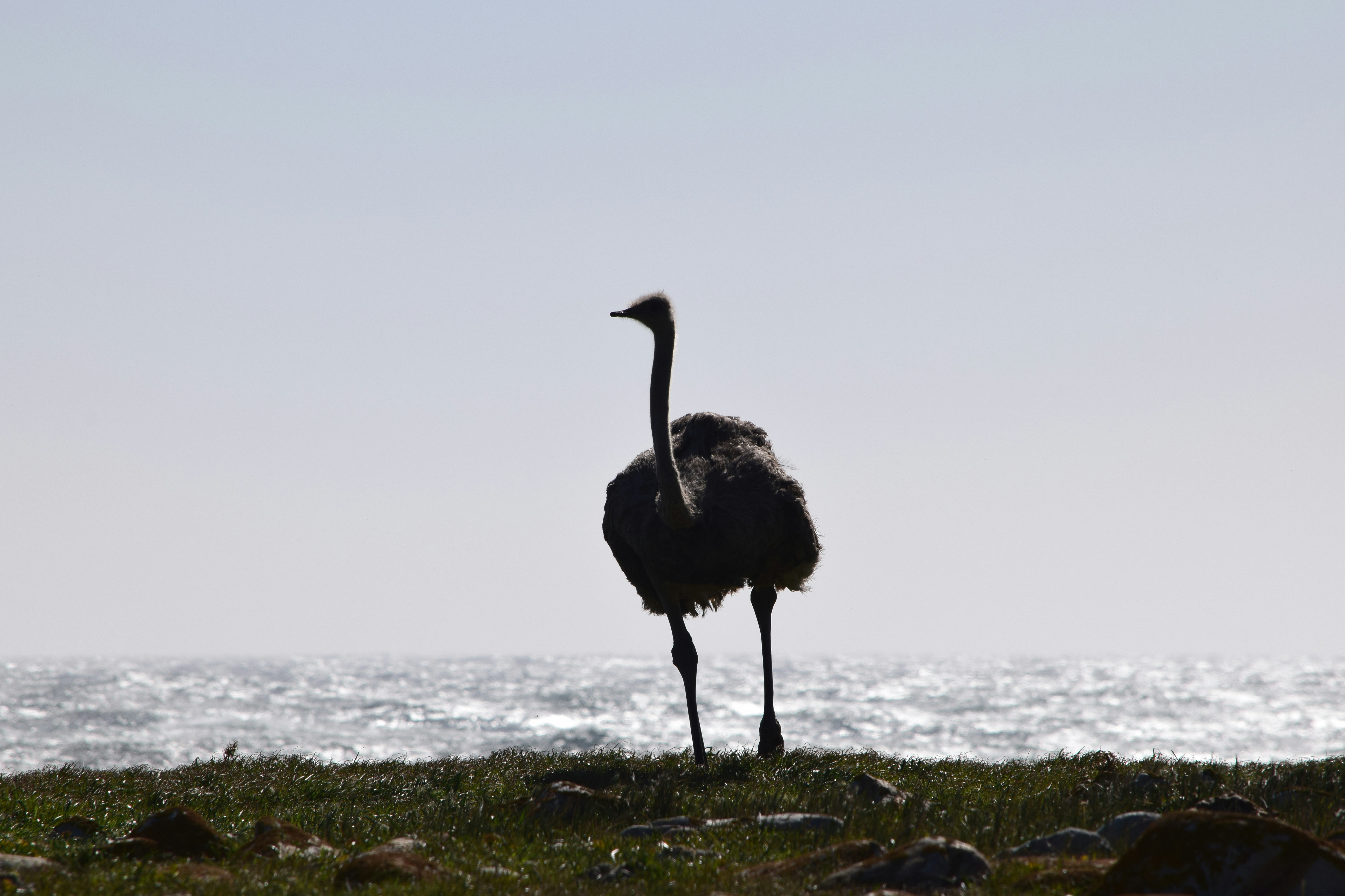Silhouette at Dusk: A lone shorebird against a glimmering sea