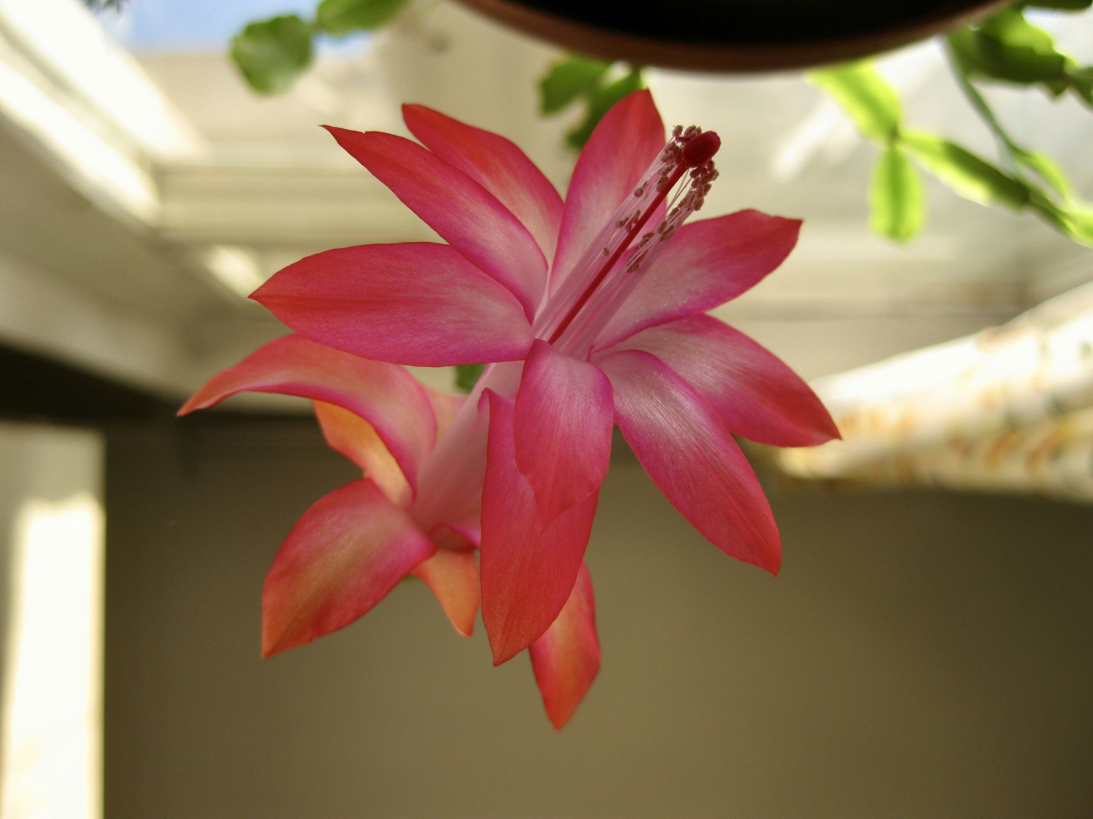 Close-up of a vibrant pink christmas cactus flower.