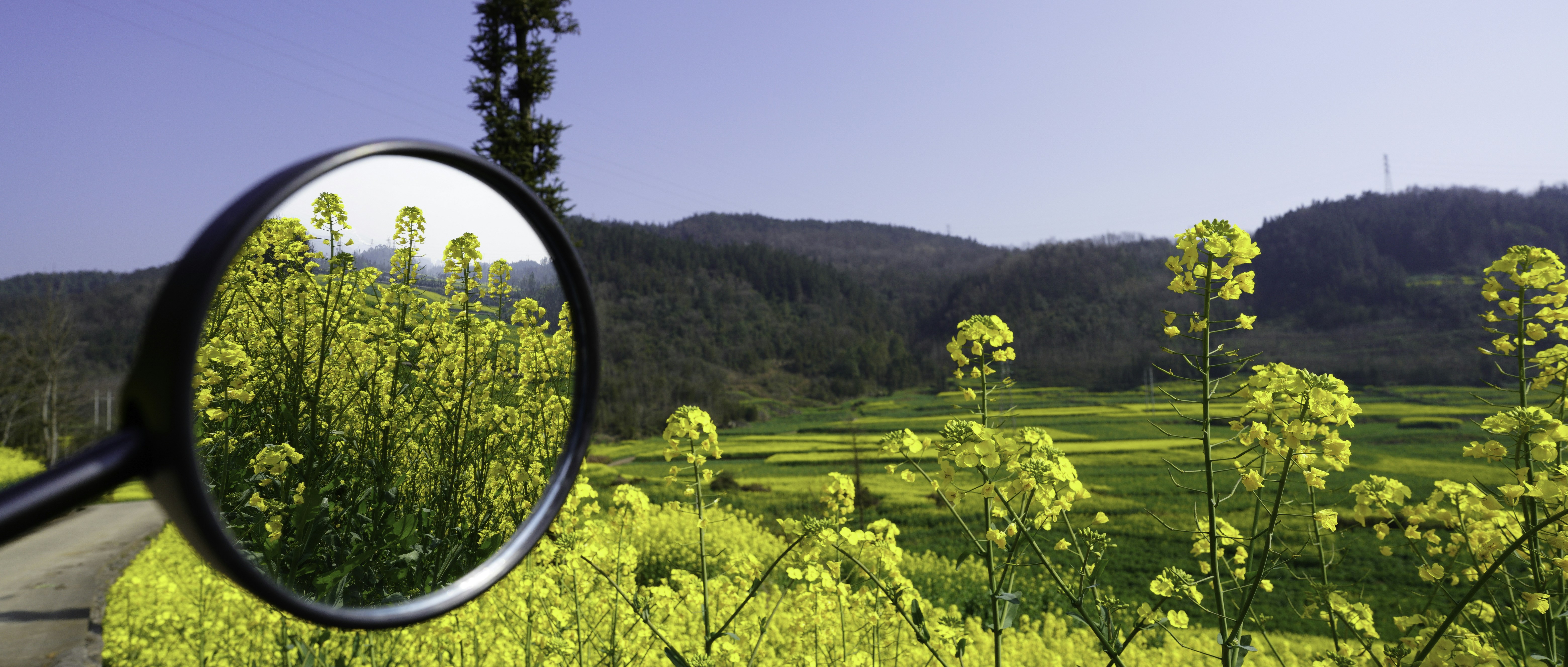 Through the Lens: Yellow Field Framed by a Magnifying Glass