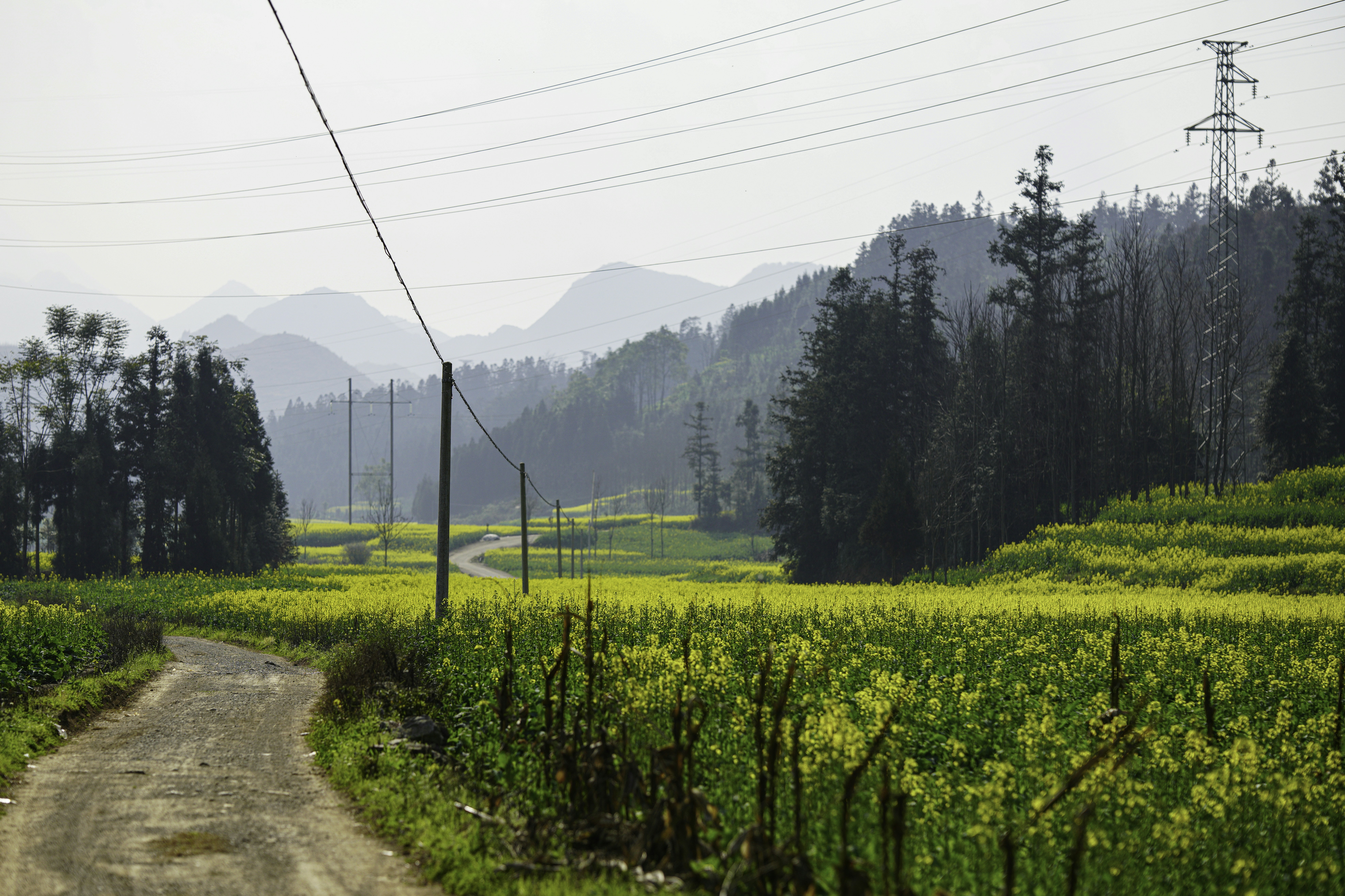 Golden Rows: A Rural Path Through Sunlit Canola Fields