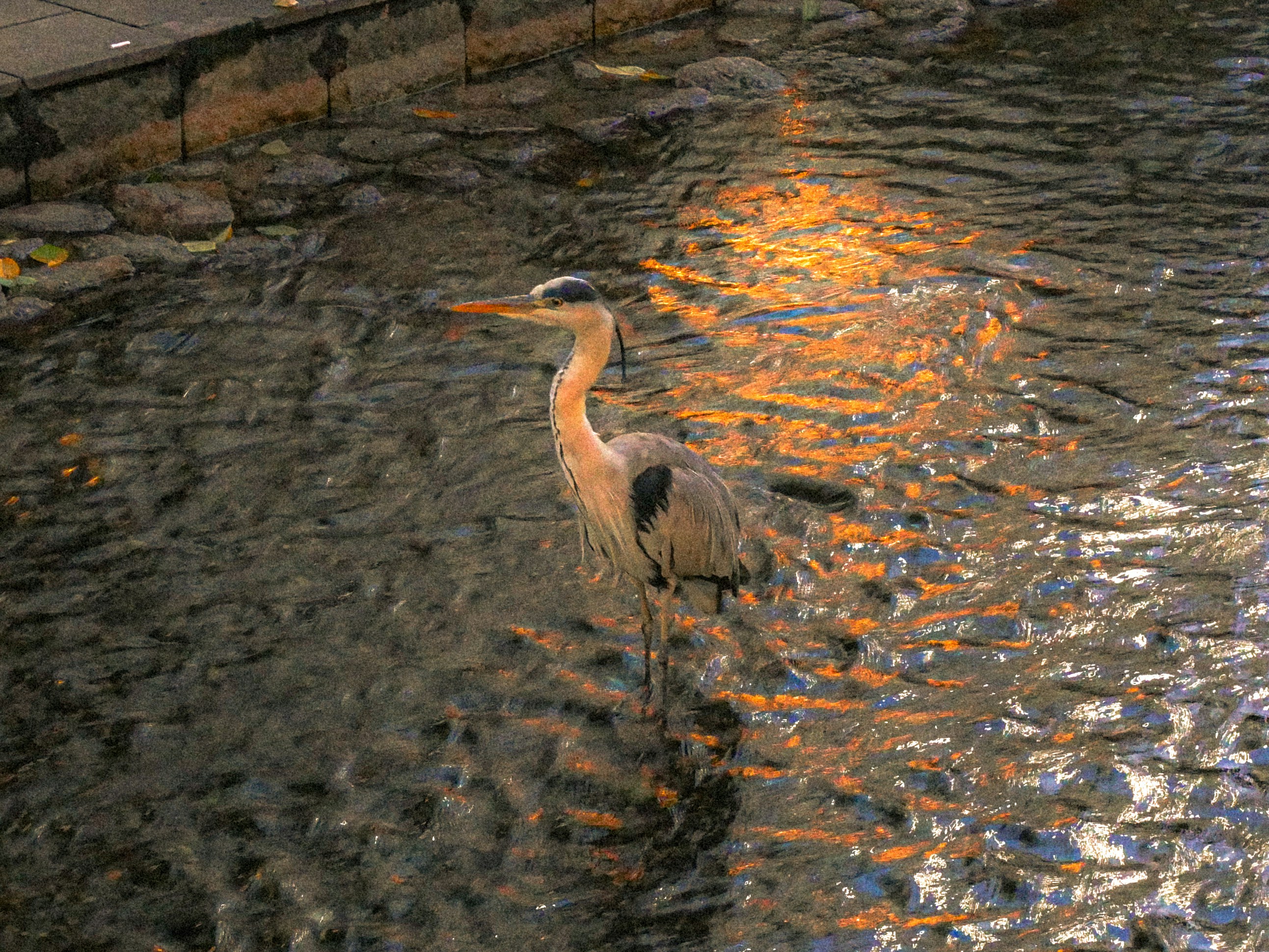 Stargazer in the Ripples: A Heron at Dusk