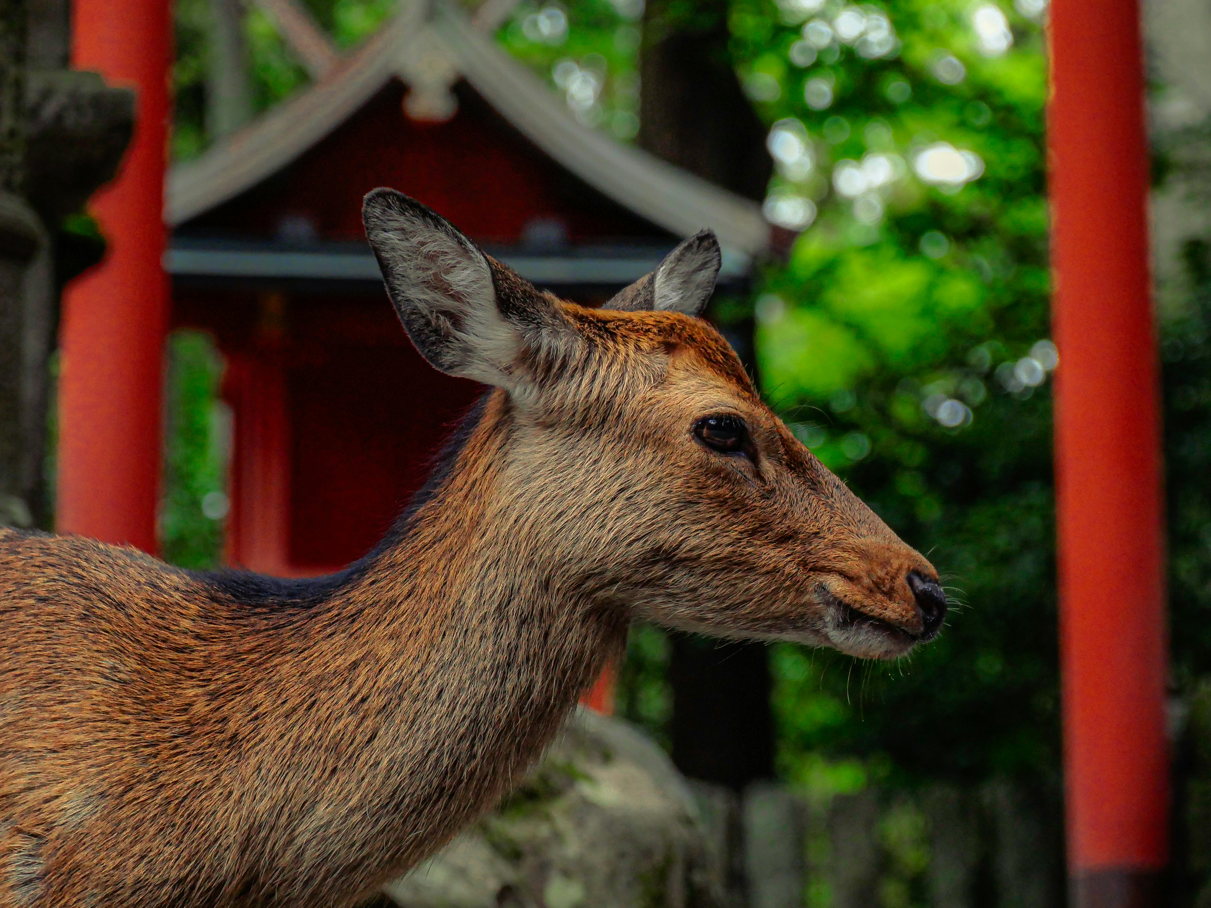 Grace in the Shrine Meadow: A Deer Pauses Amid Red Lanterns