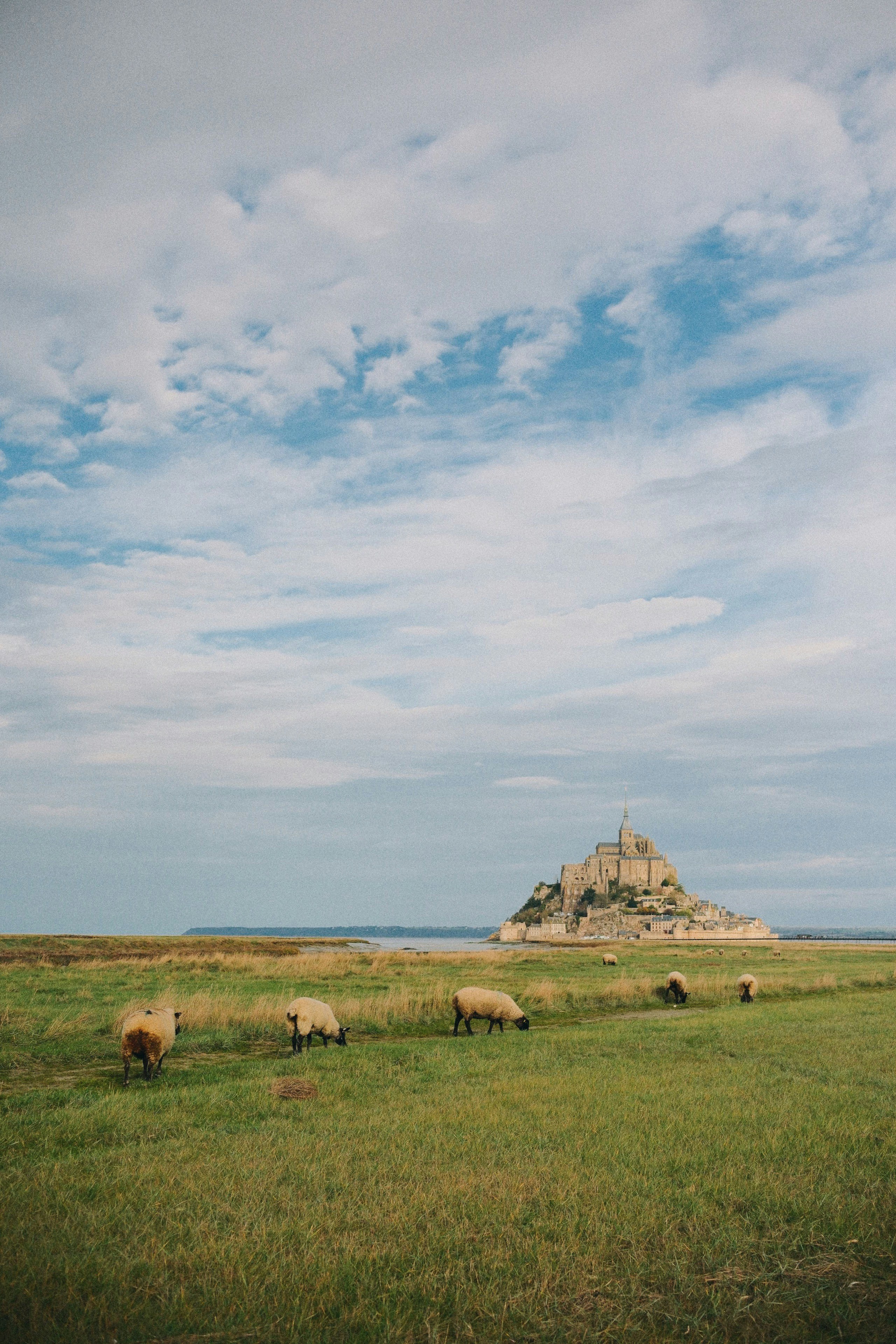 Pasture and Fortress: Sheep on the Plain Beside a Coastal Bastion