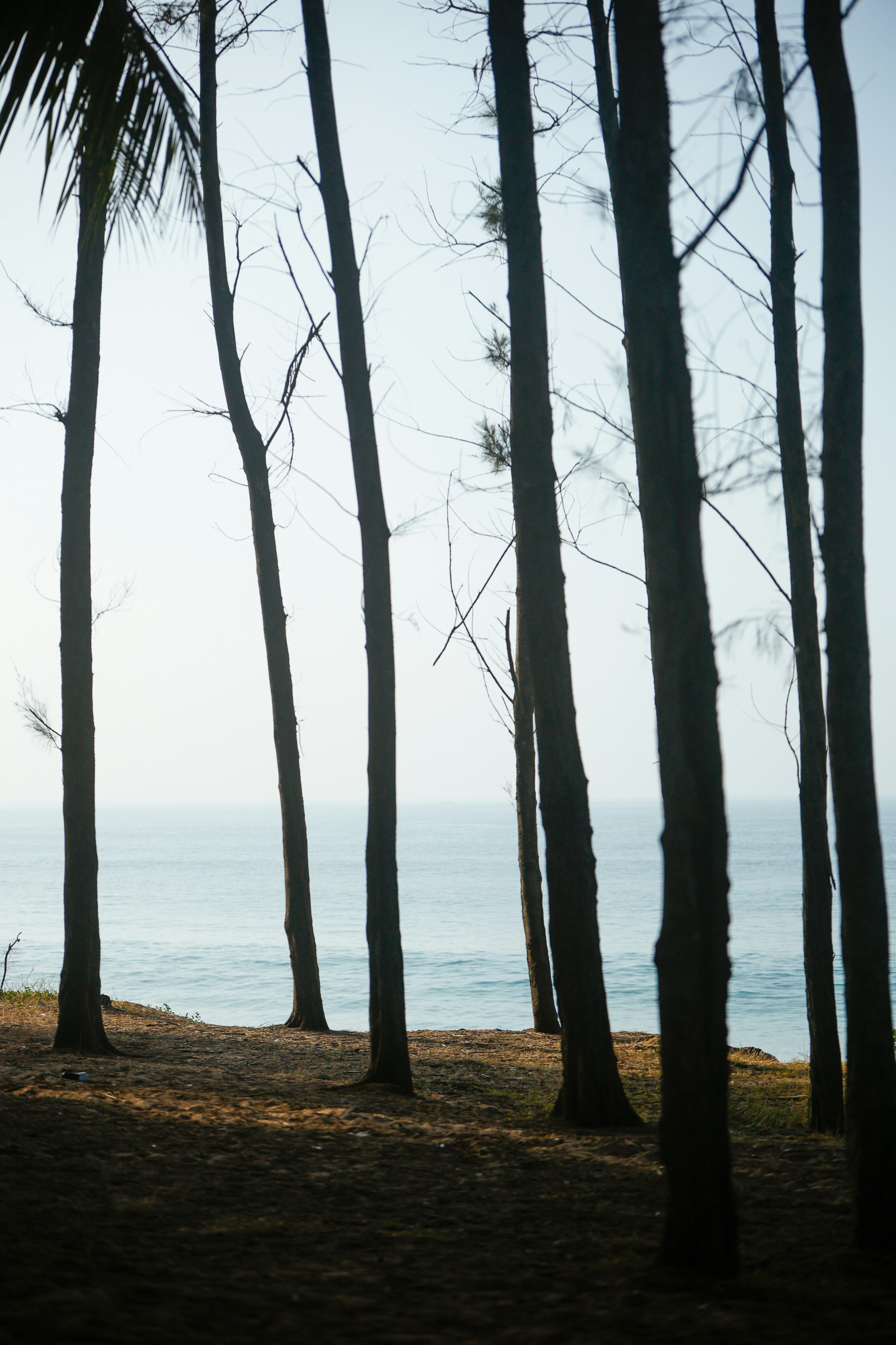Shoreline Gap: Sunlit Sea Through Silent Pines