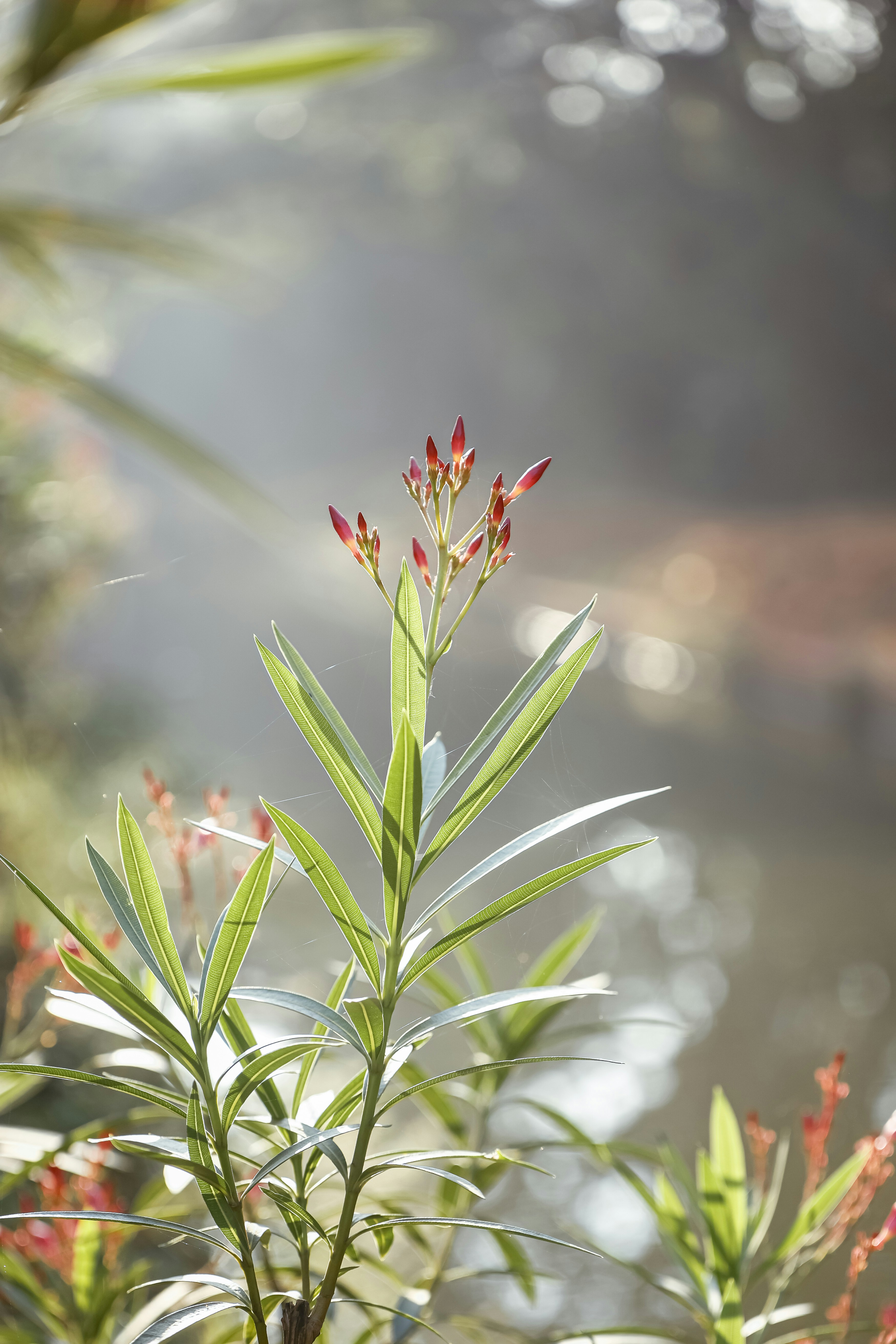 Verdant stalks Reaching Toward a Quiet Backlit Pond
