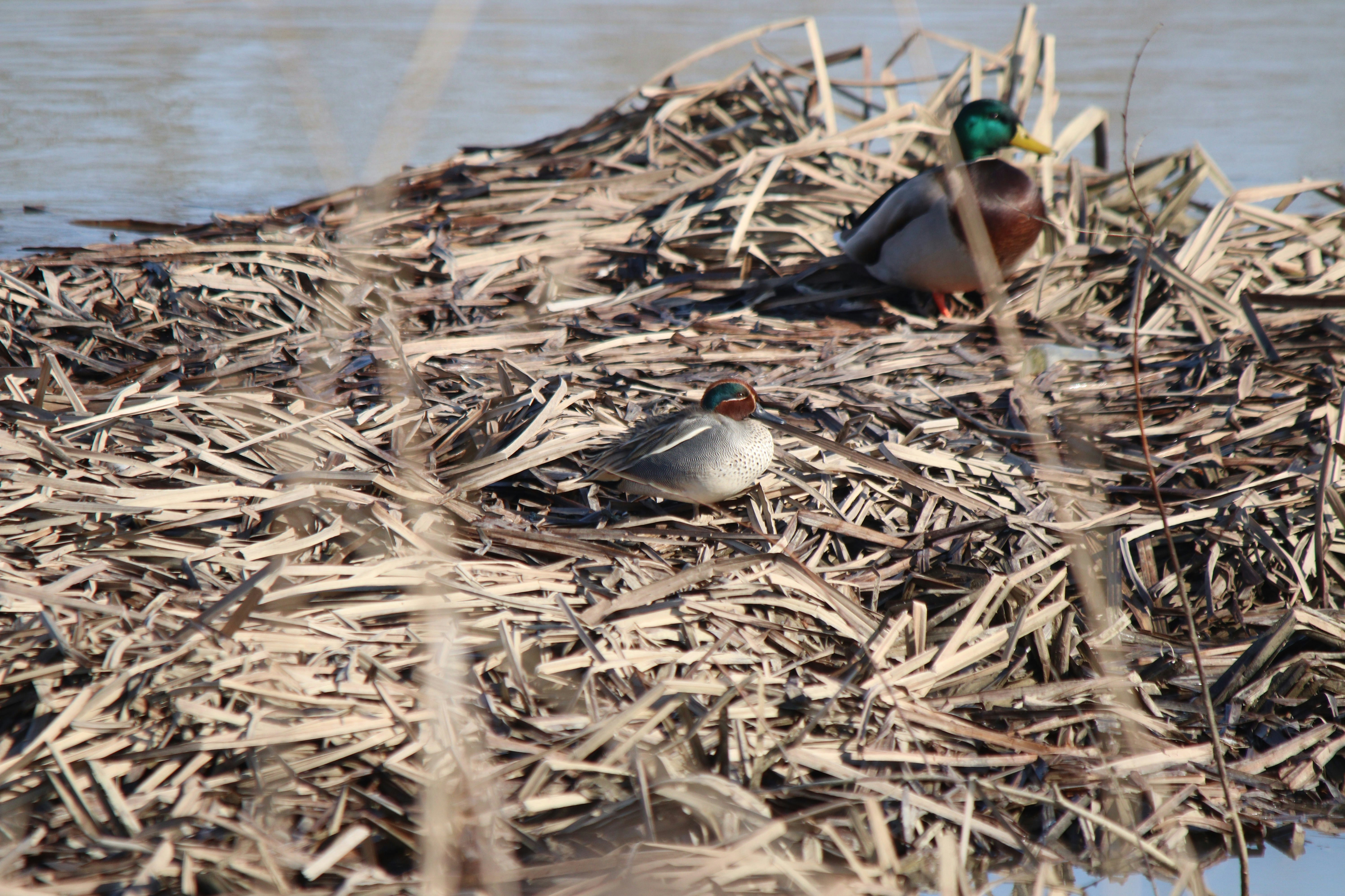 Two Teal-eyed Ducks Among Reed Bed: Quiet Boundary of a Wetland