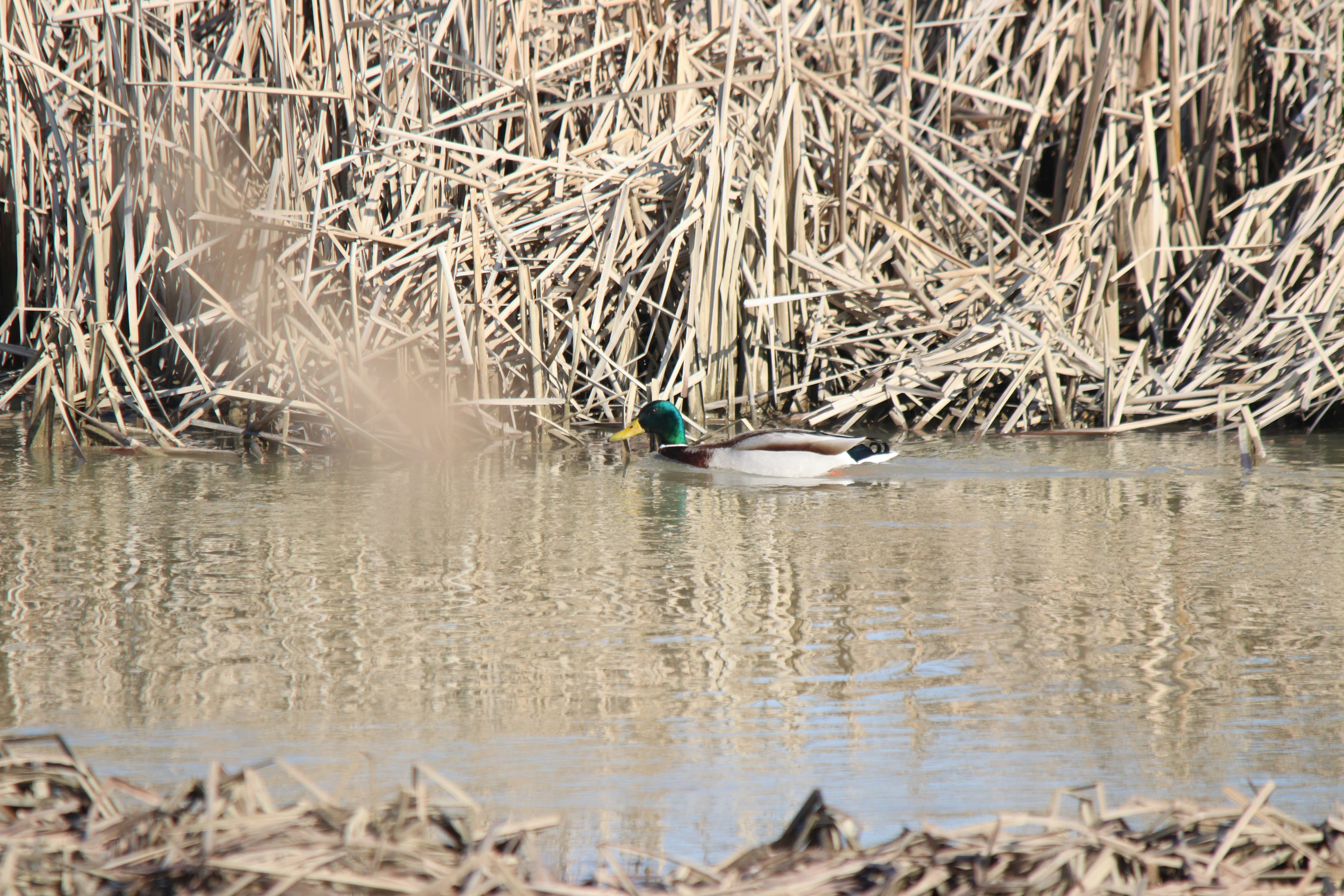 Green-headed Duck on a Calm Marsh