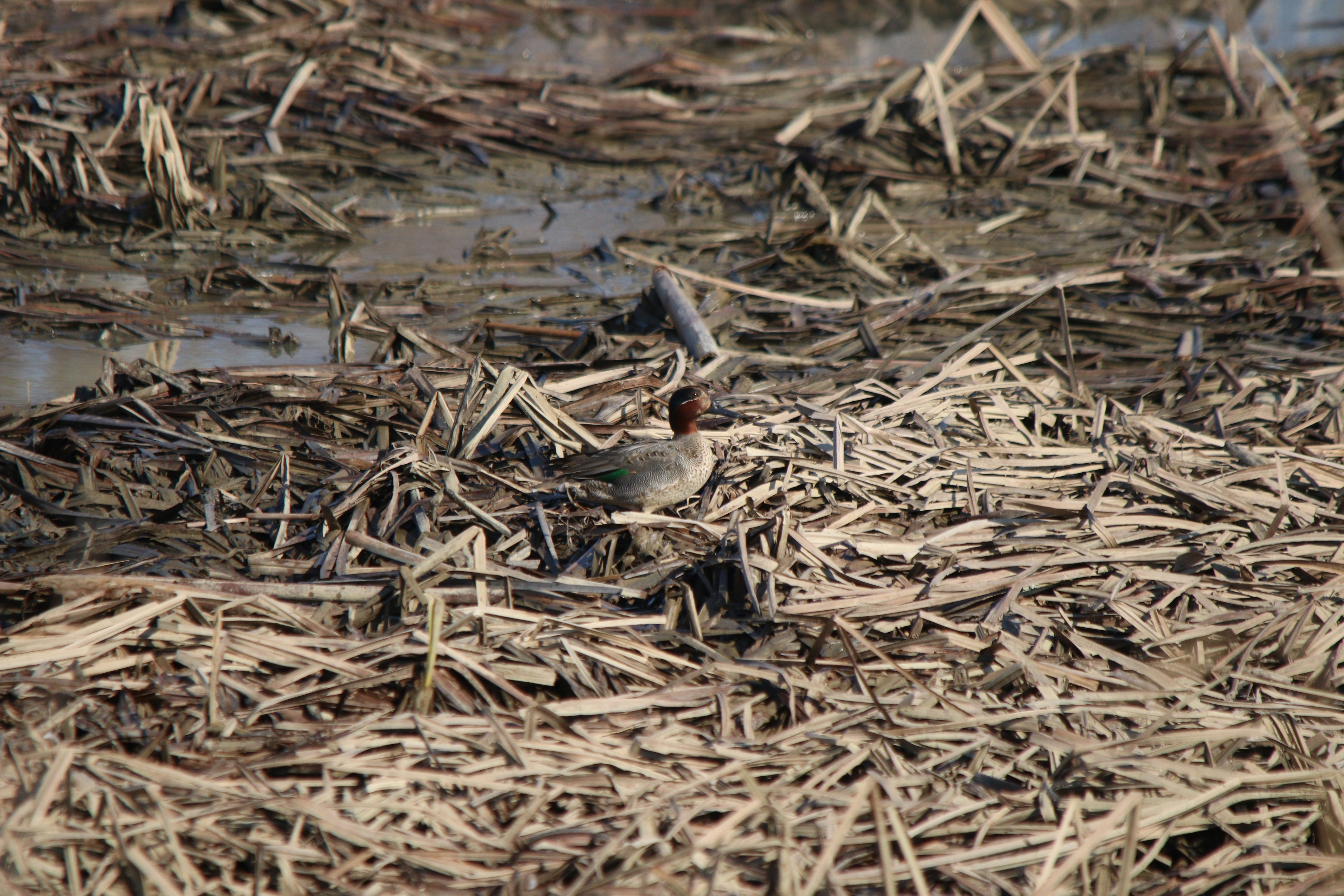 Masked Waterbird Amid Stalks: a Quiet Marsh Portrait