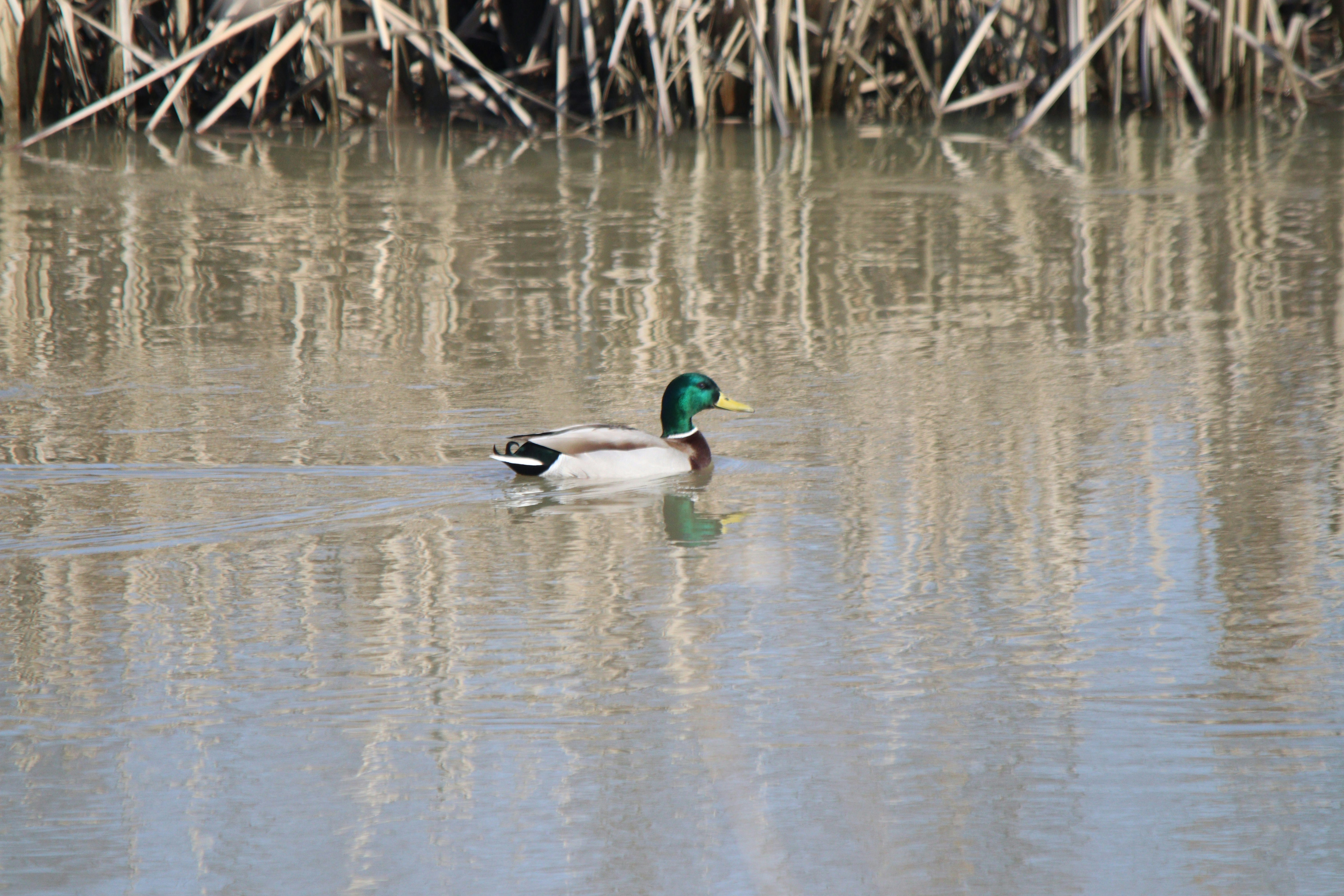 Green-headed Mallard Gliding Across Quiet Water