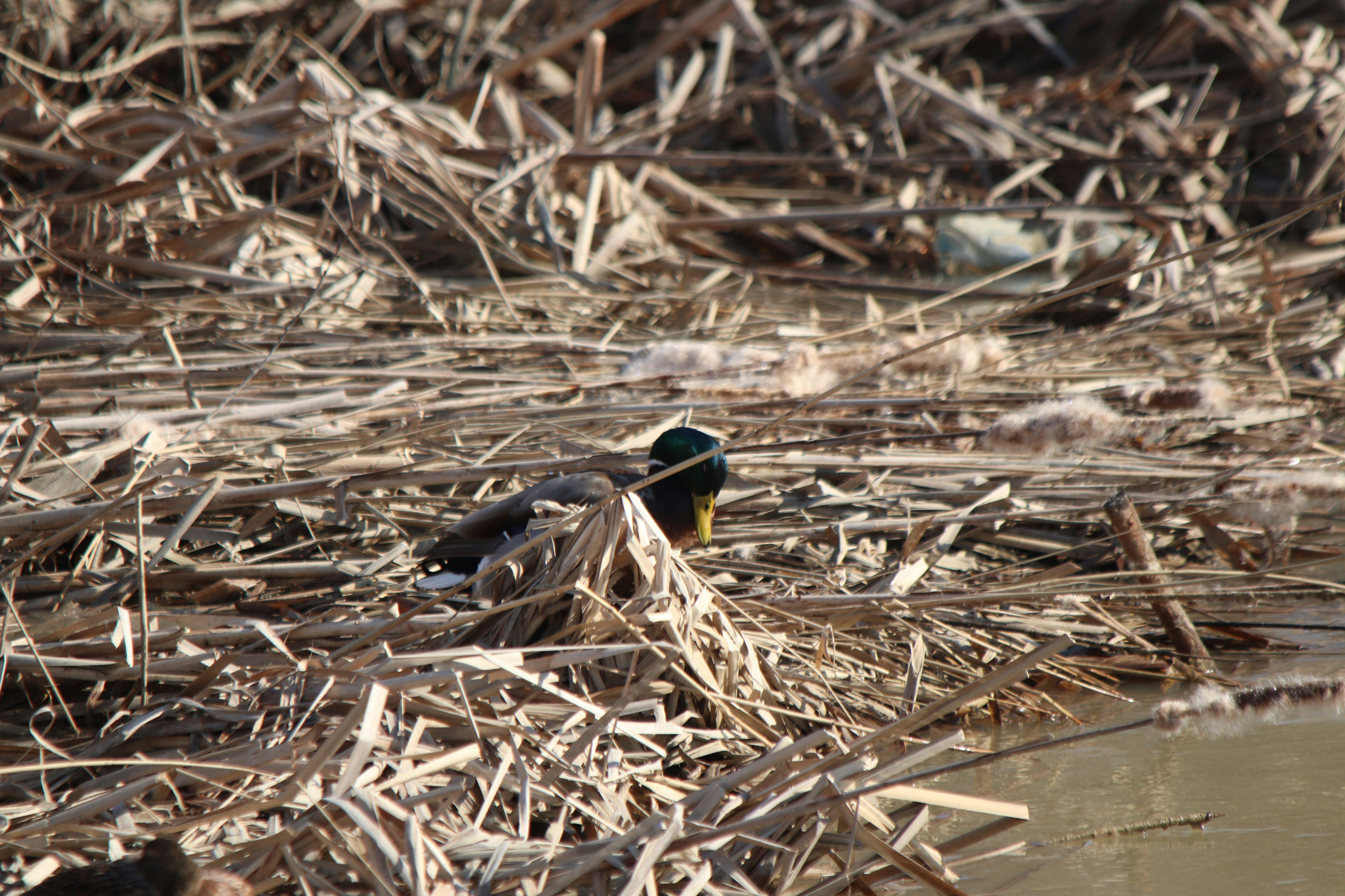 Ambush of Reeds: A Shy Mallard in a Tangle of Dry Spikes