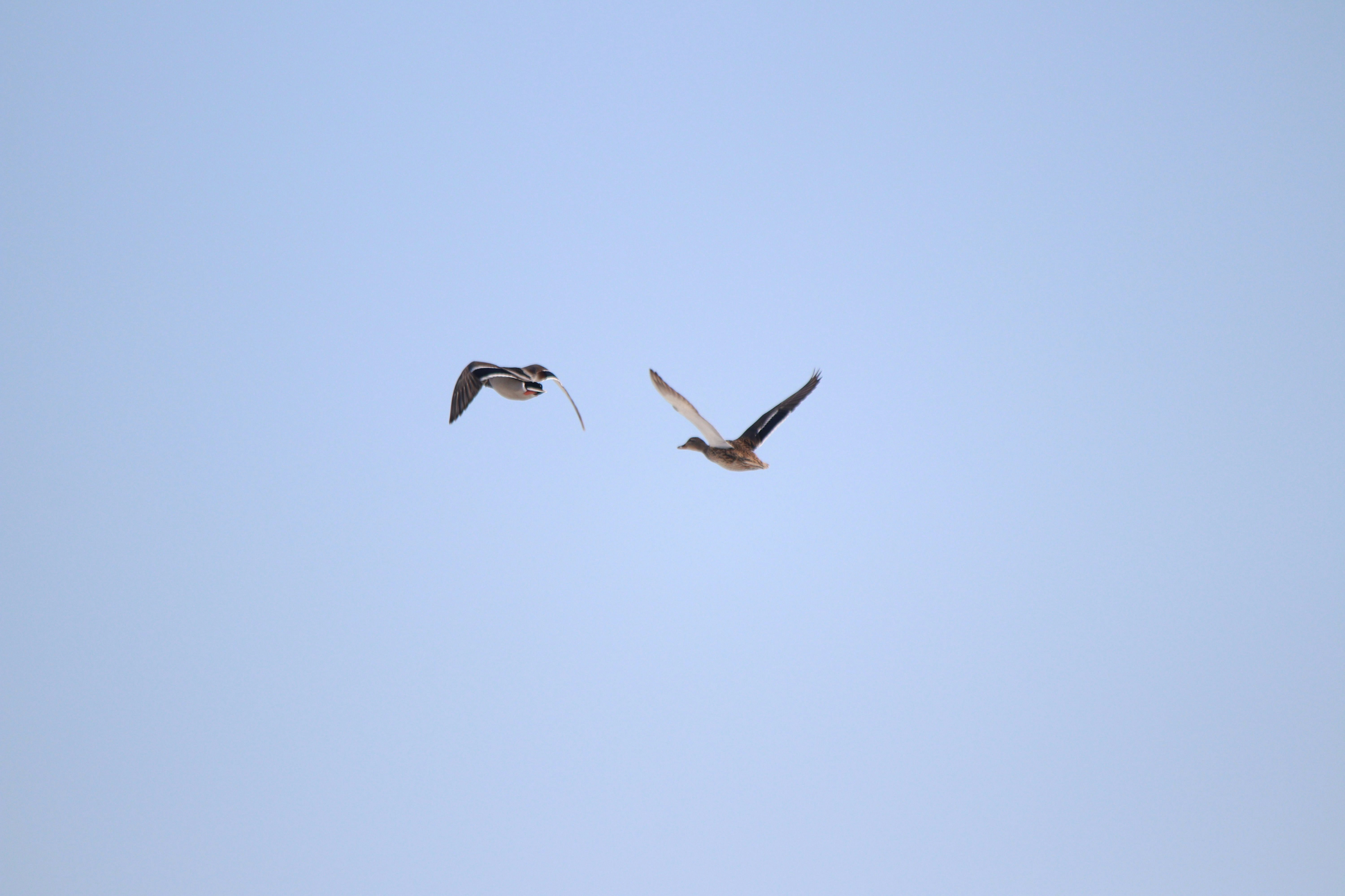 Two Seabirds in Quiet Sky