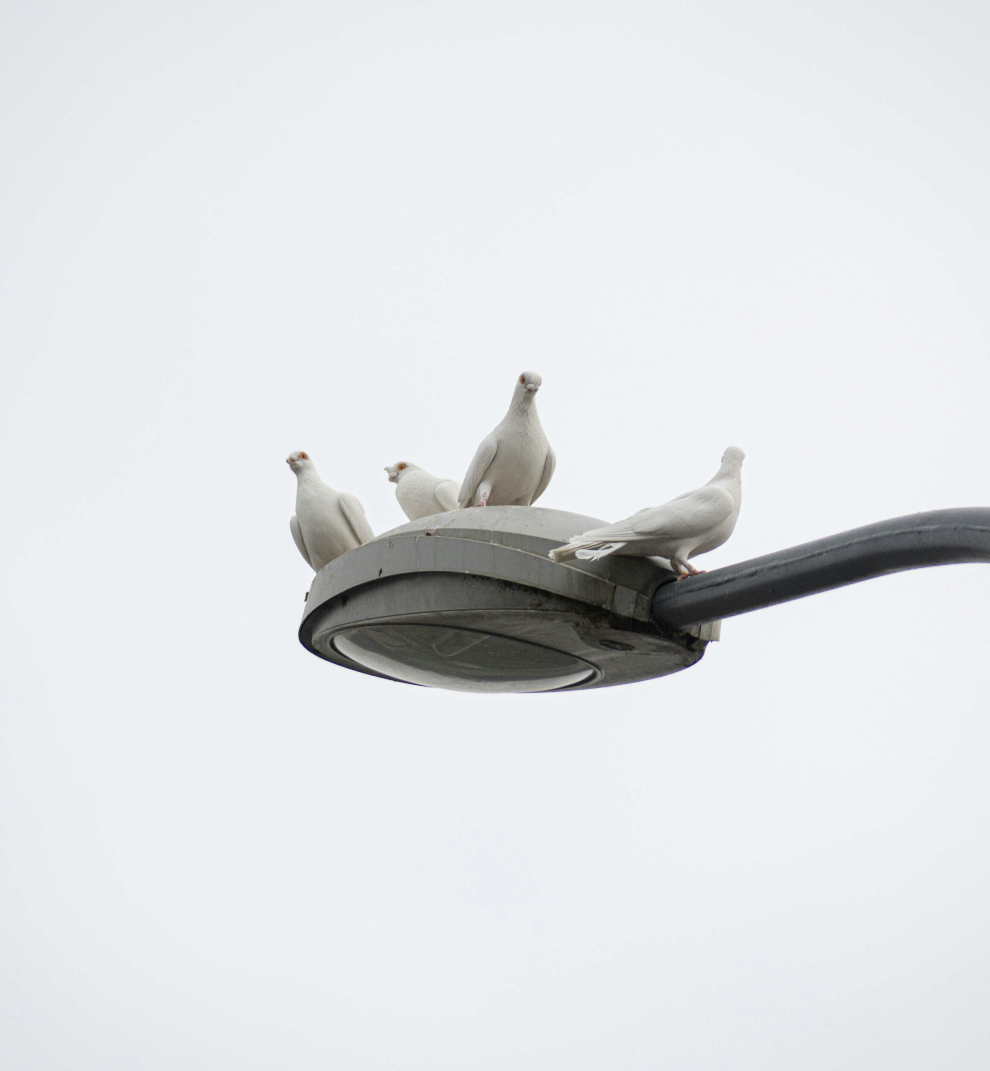 Seagull Summit on a Streetlamp: Quartet of White Morsels