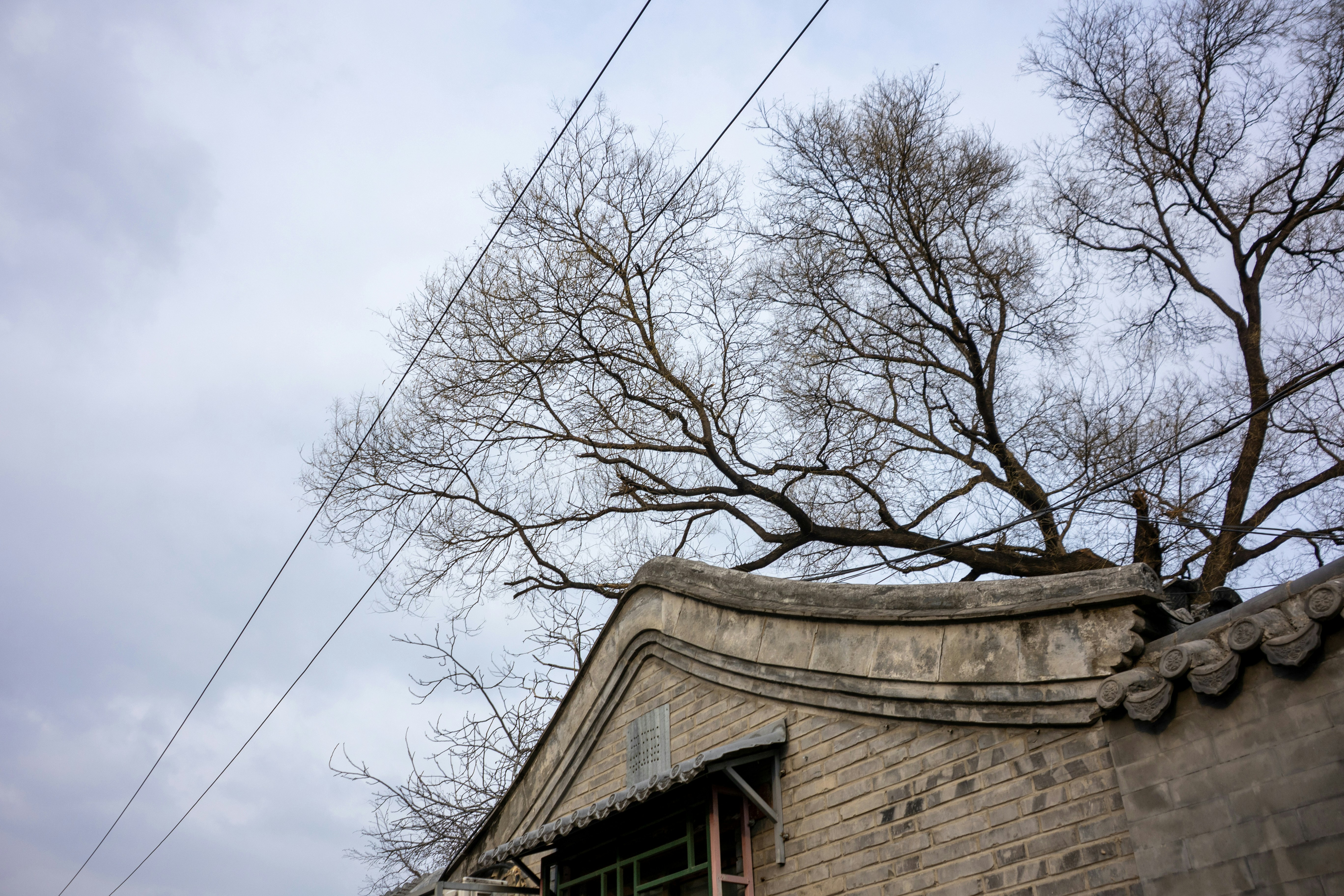 Dormant Branches Crown a Weathered Roof at Dusk