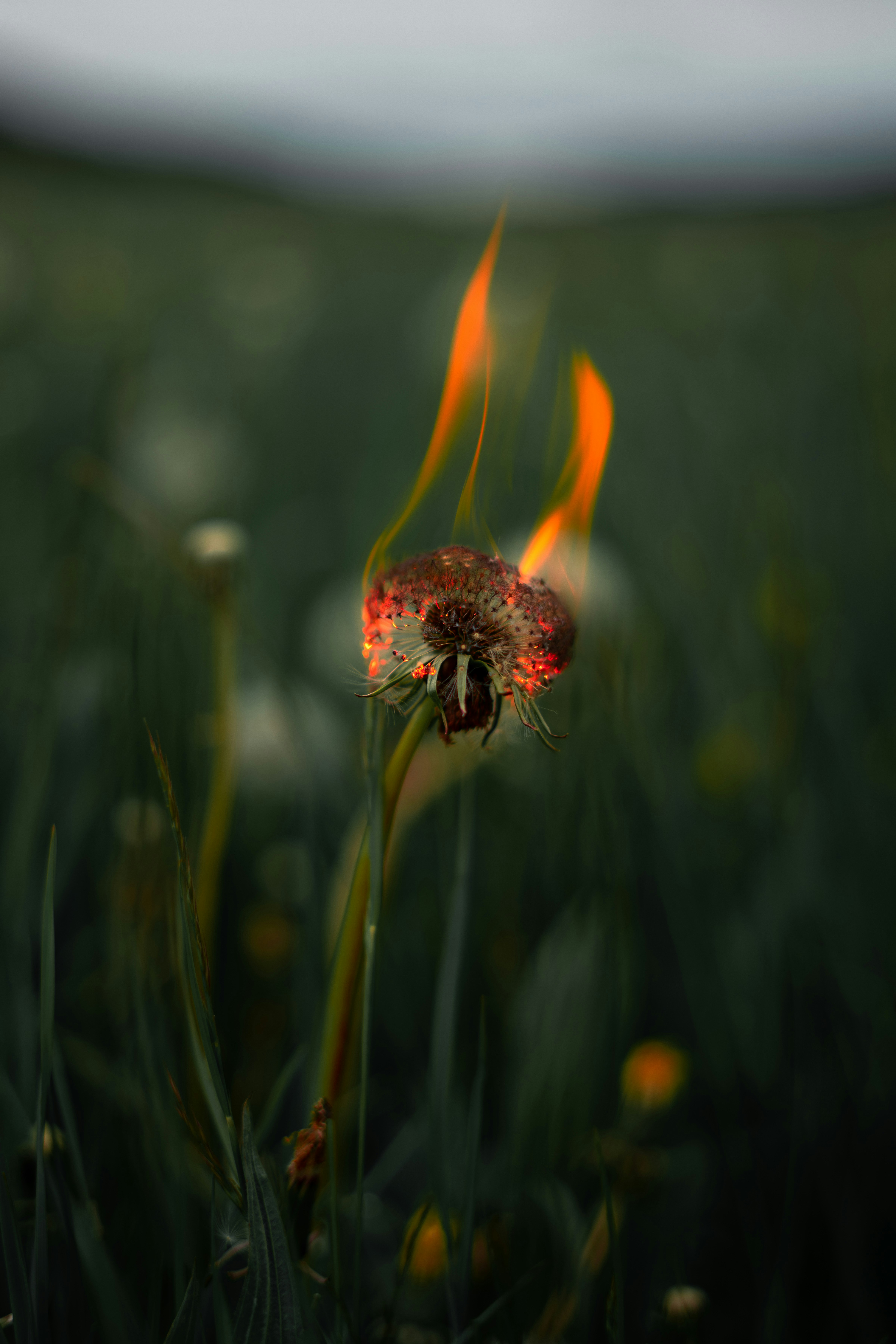Flame on the Bloom: A Dandelion Ember in a Field of Green