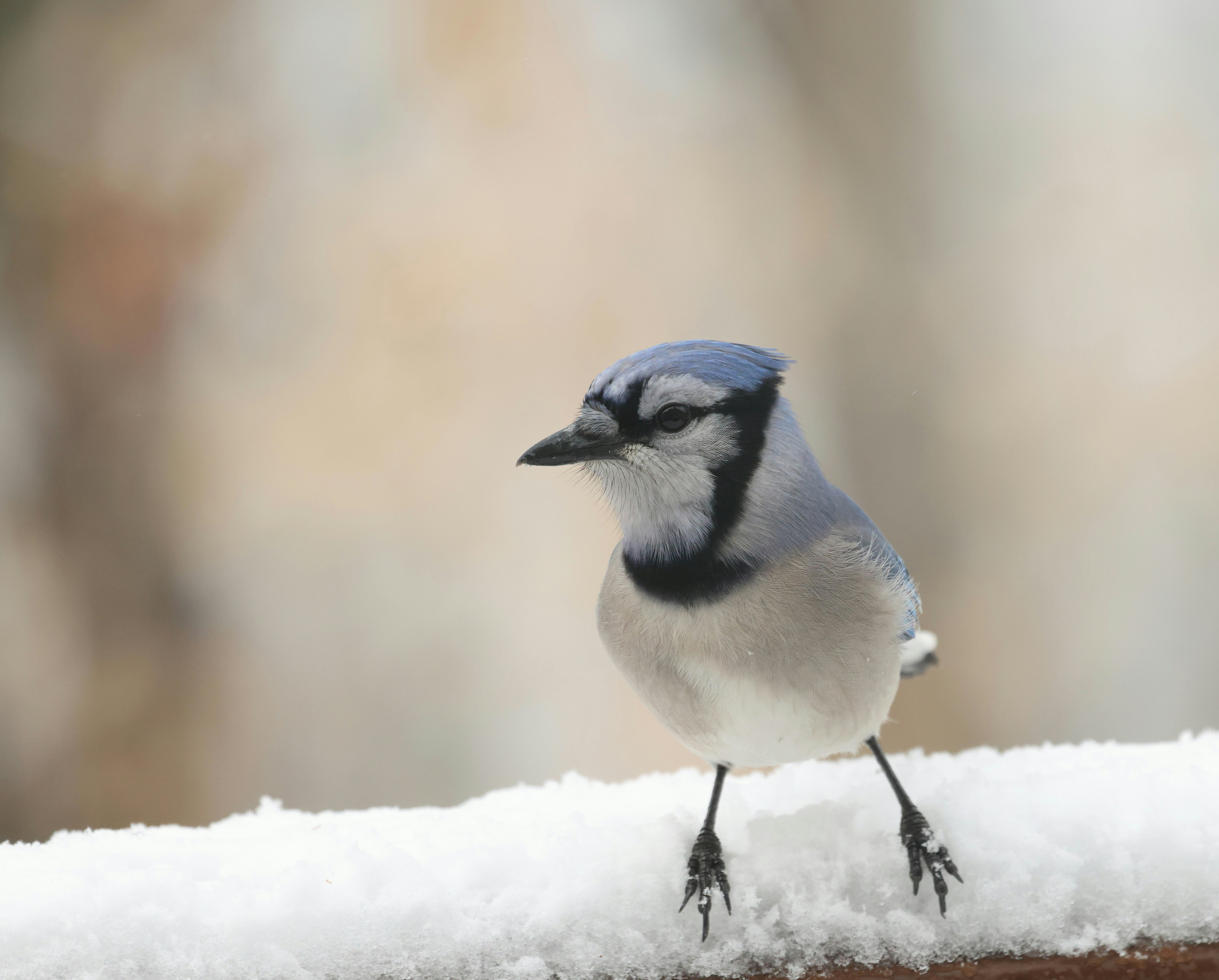 Blue Jay on Snow: A Sharp Moment on a Frosty Rest
