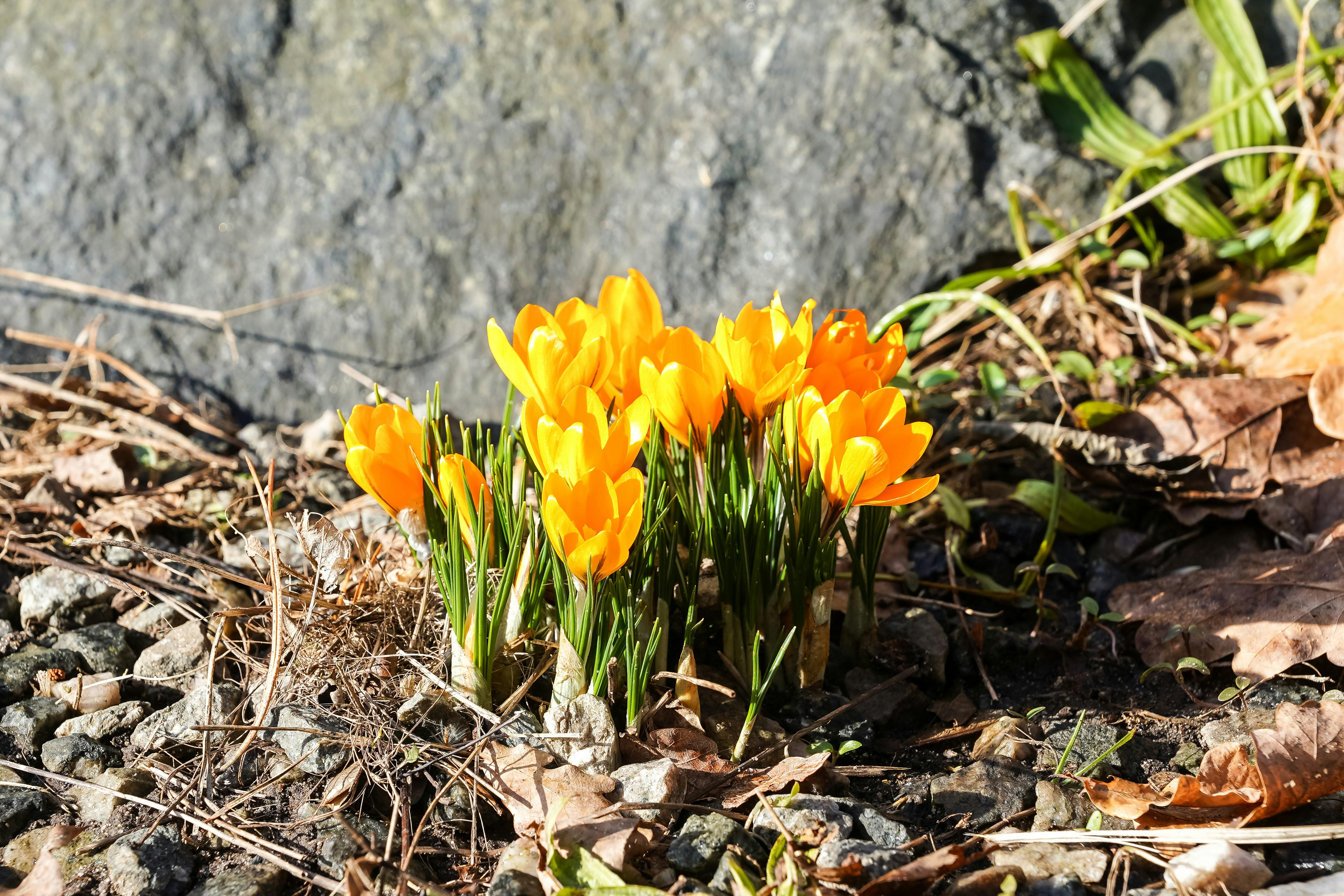 Early Spring Flame: Clusters of Orange Crocuses Emerging from rustic ground