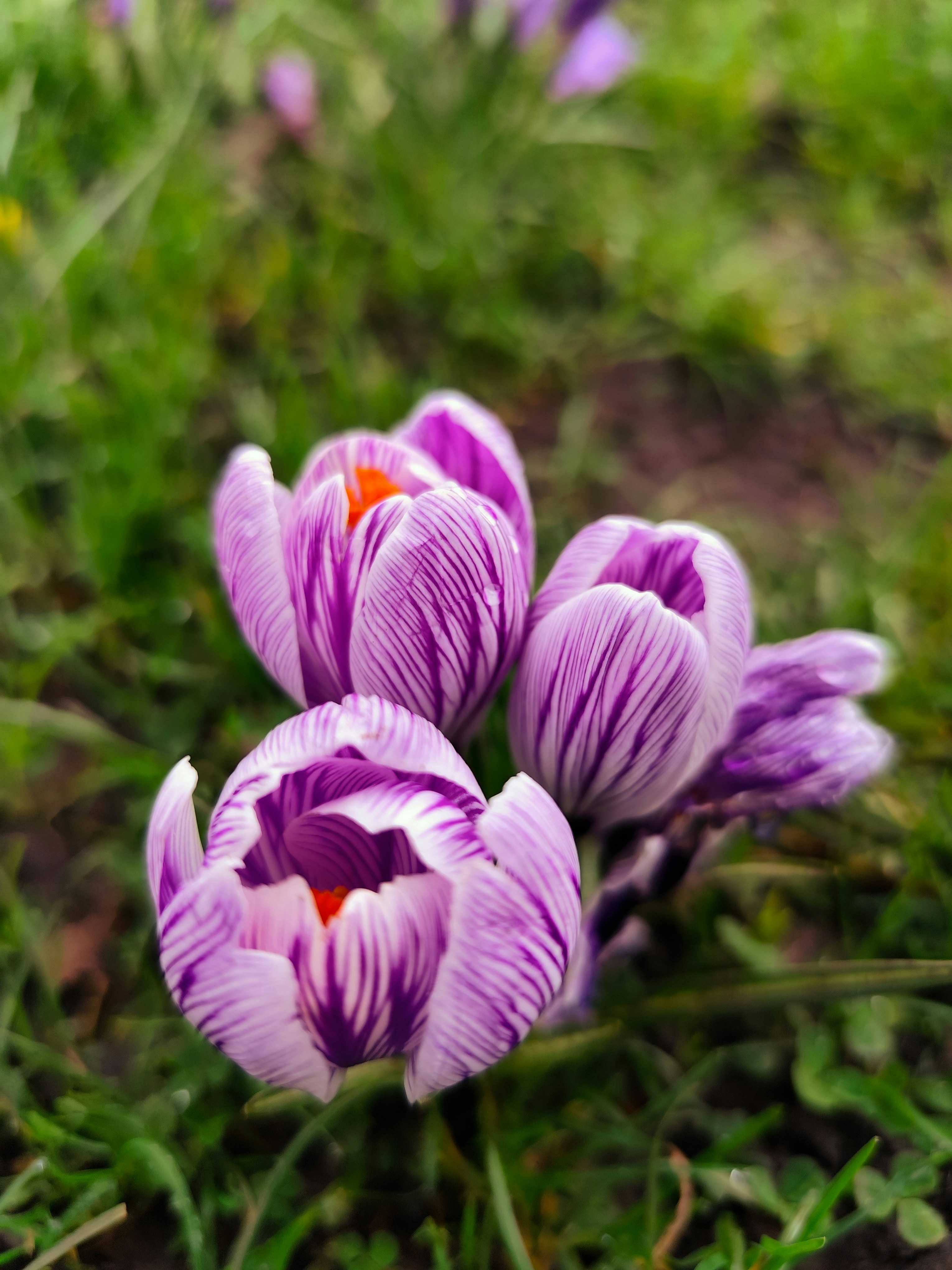Purple-striped crocuses in bloom: a macro portrait of petal texture and color