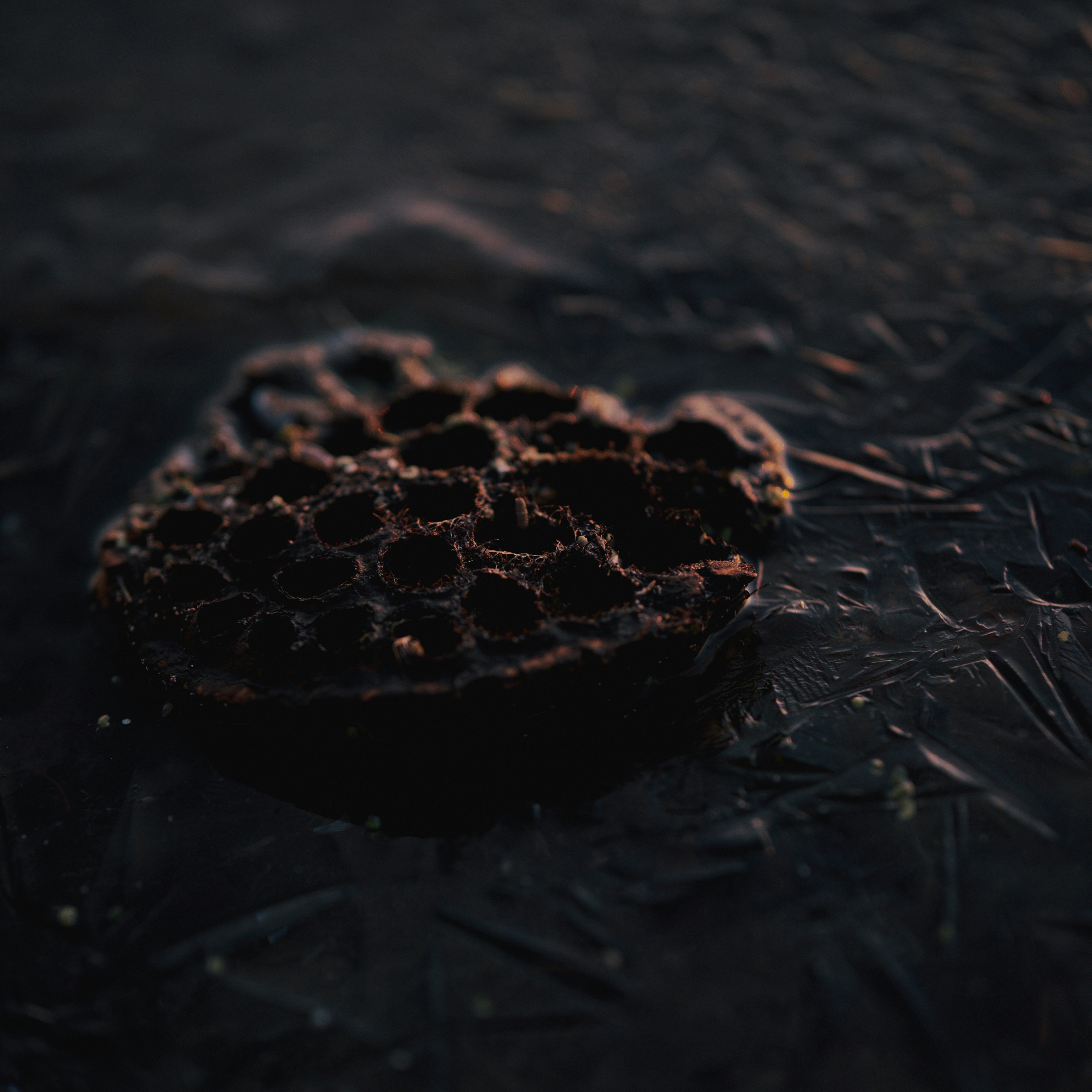 Charred Honeycomb on a Darkened Surface