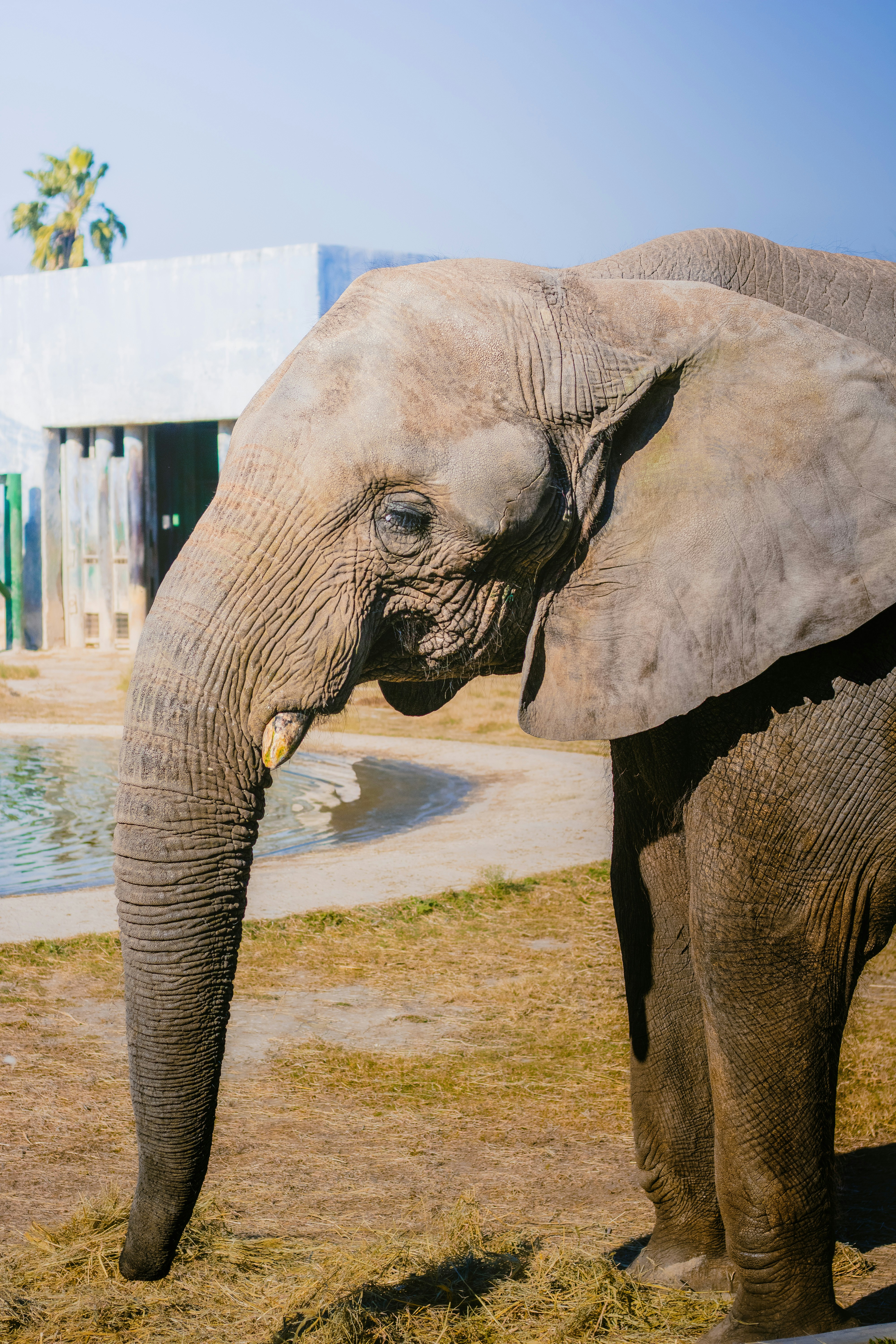 Earful of Sunshine: An Elephant in Quiet Focus at the Zookeeper’s Yard