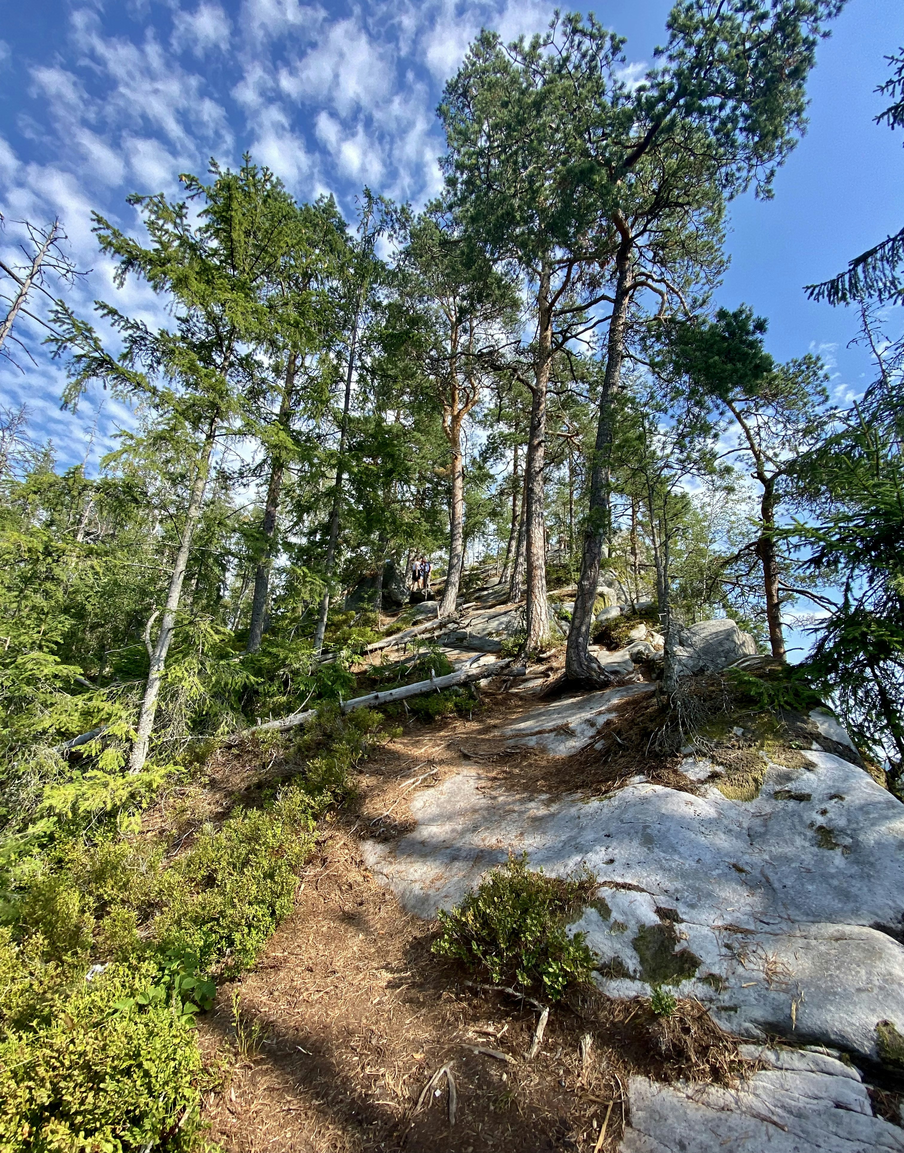 Summit Path Through Pine and Stone