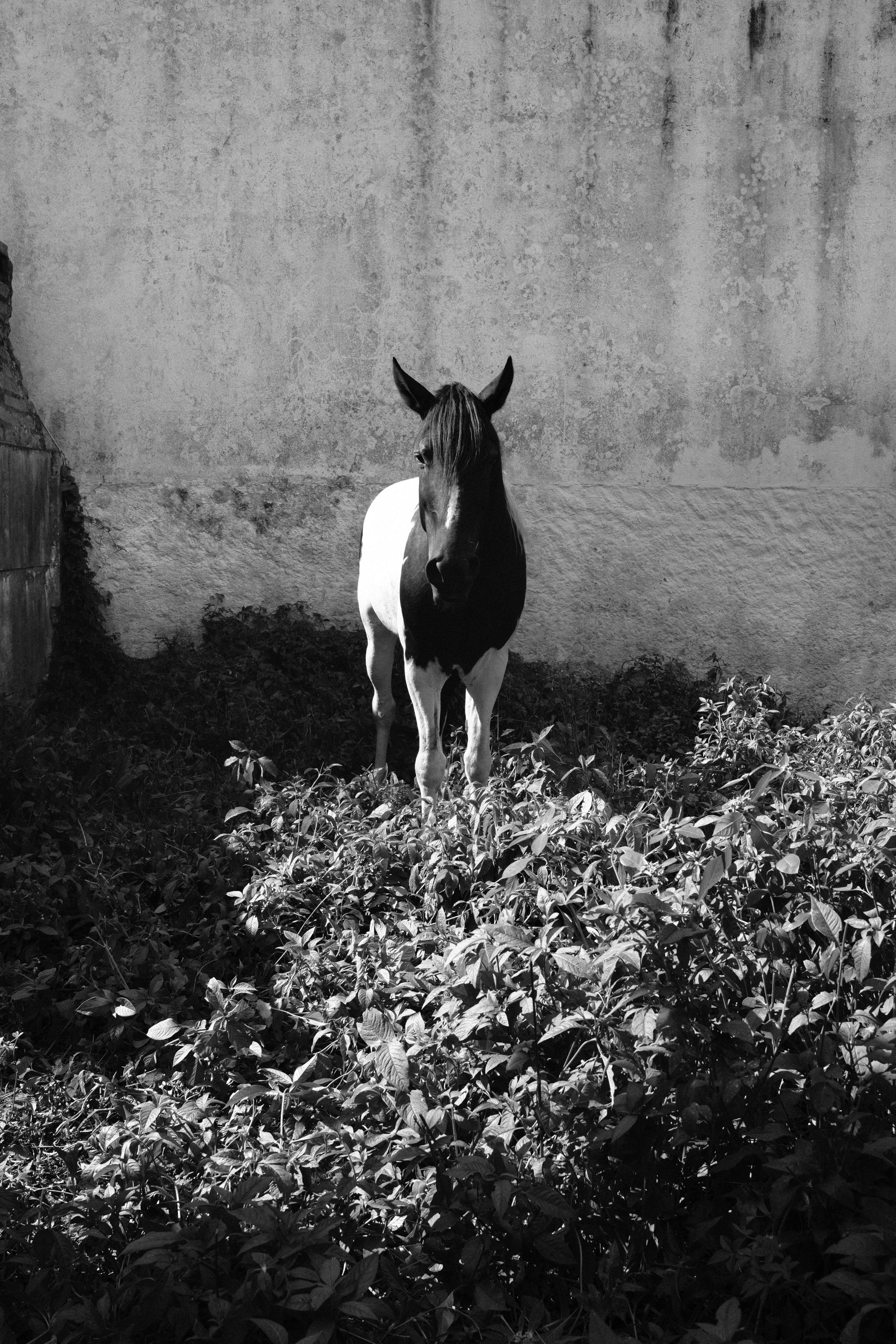Monochrome Vigil: A Striding Horse at the Edge of Shadowed Foliage