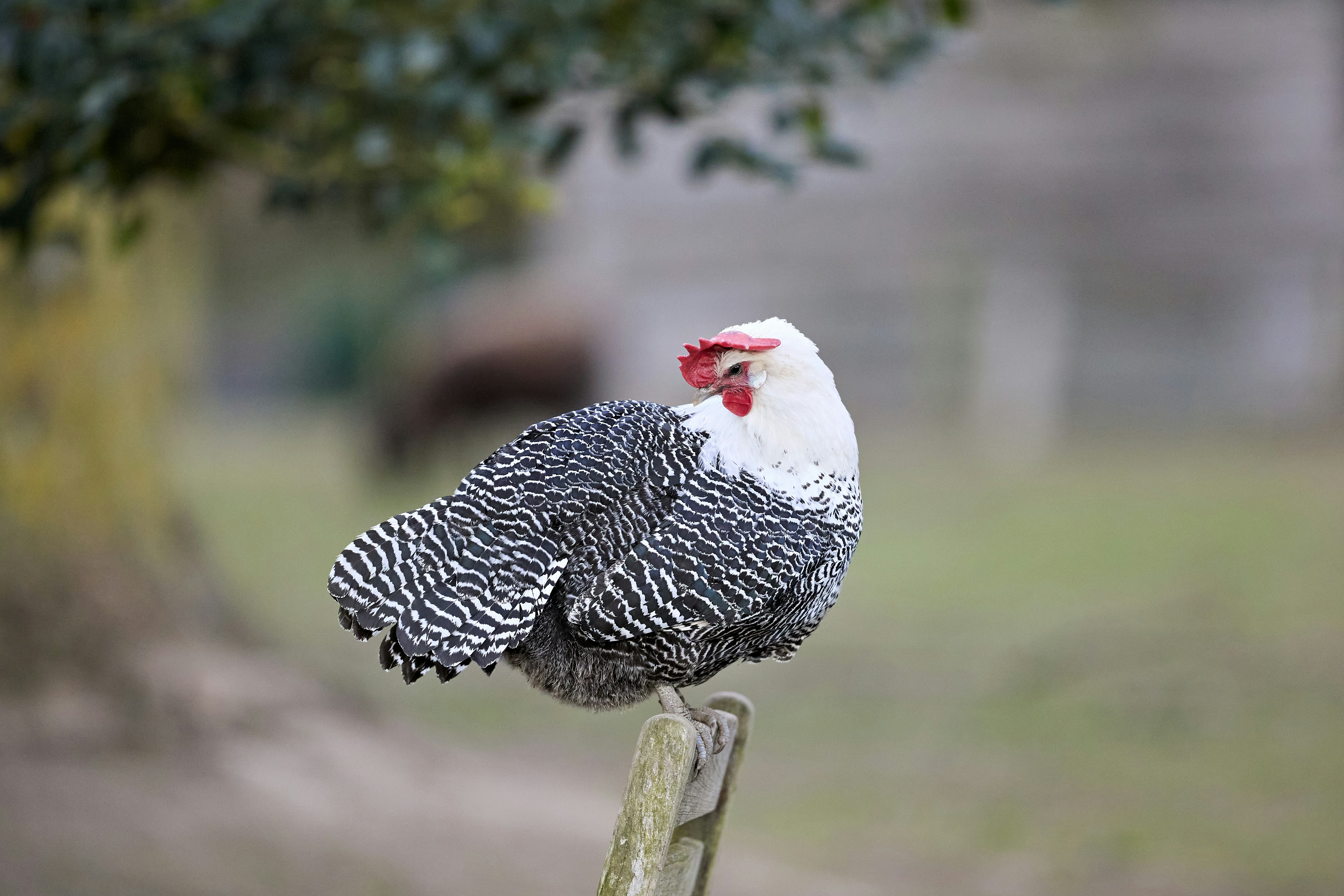 Spotlit Strutter: a barred hen perched on a weathered post