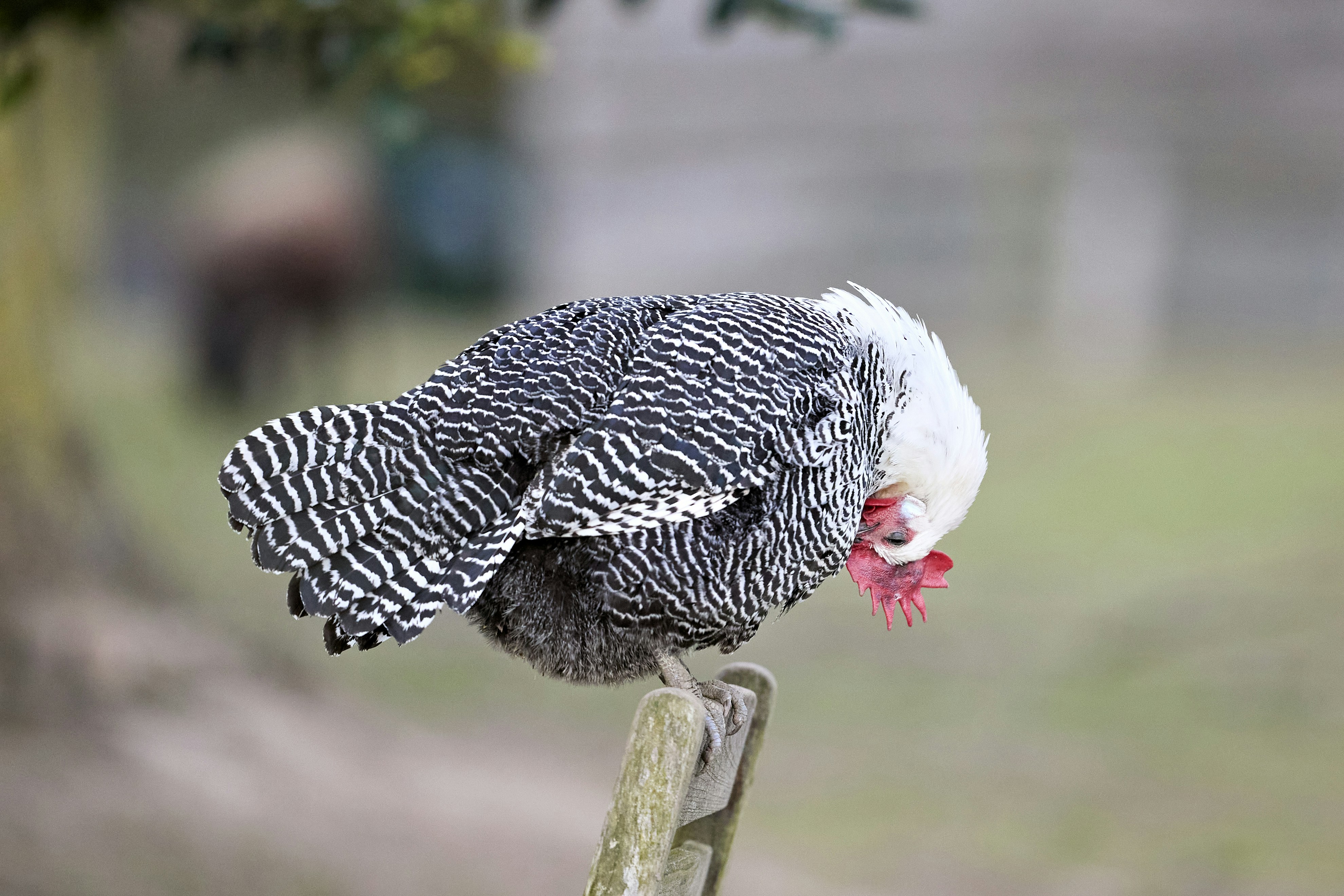 Zebra-patterned Curiosity: A Striped Bird perches on a fence