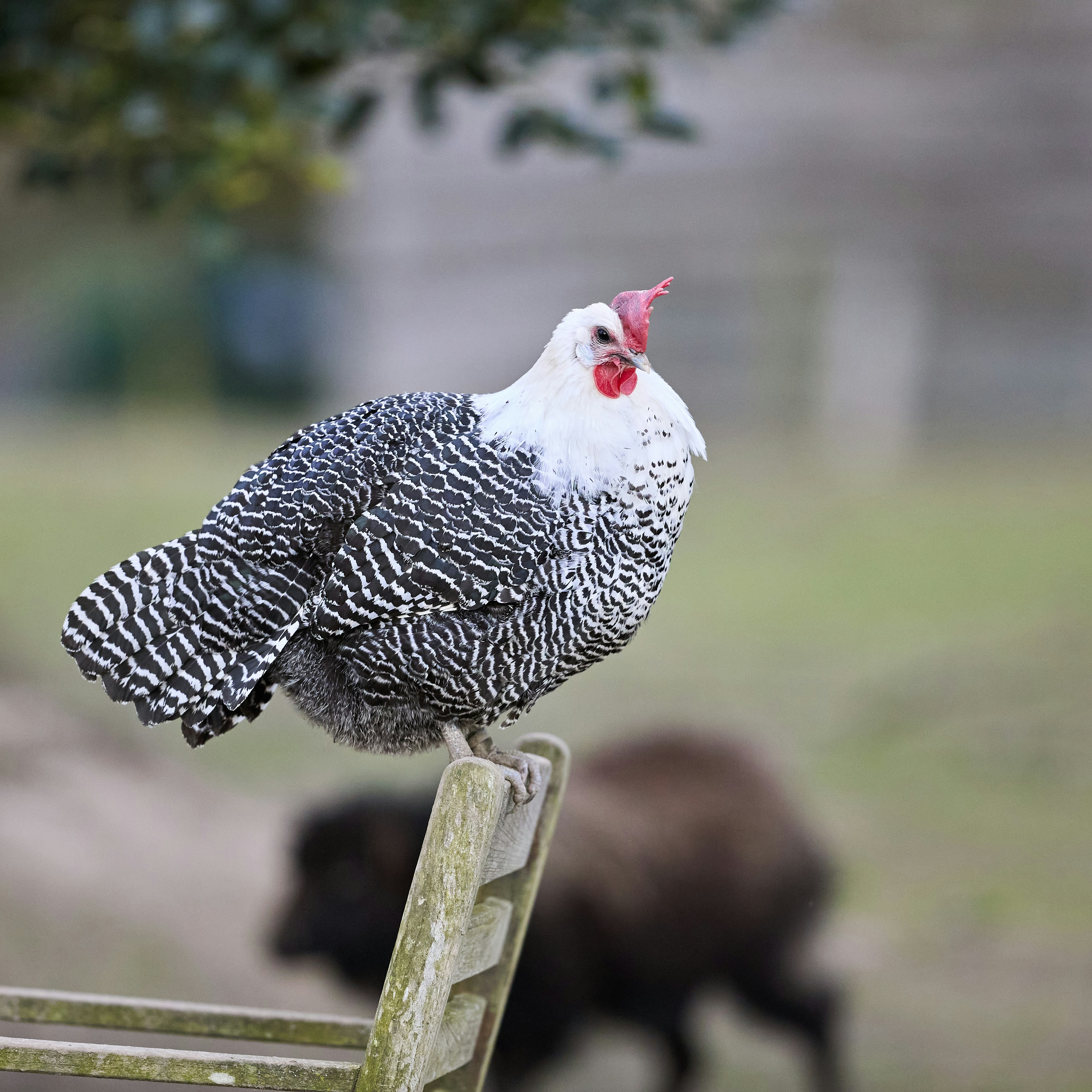Spotlight on the Strutting Hen: Zebra-Patterned Coq Perched on a Post