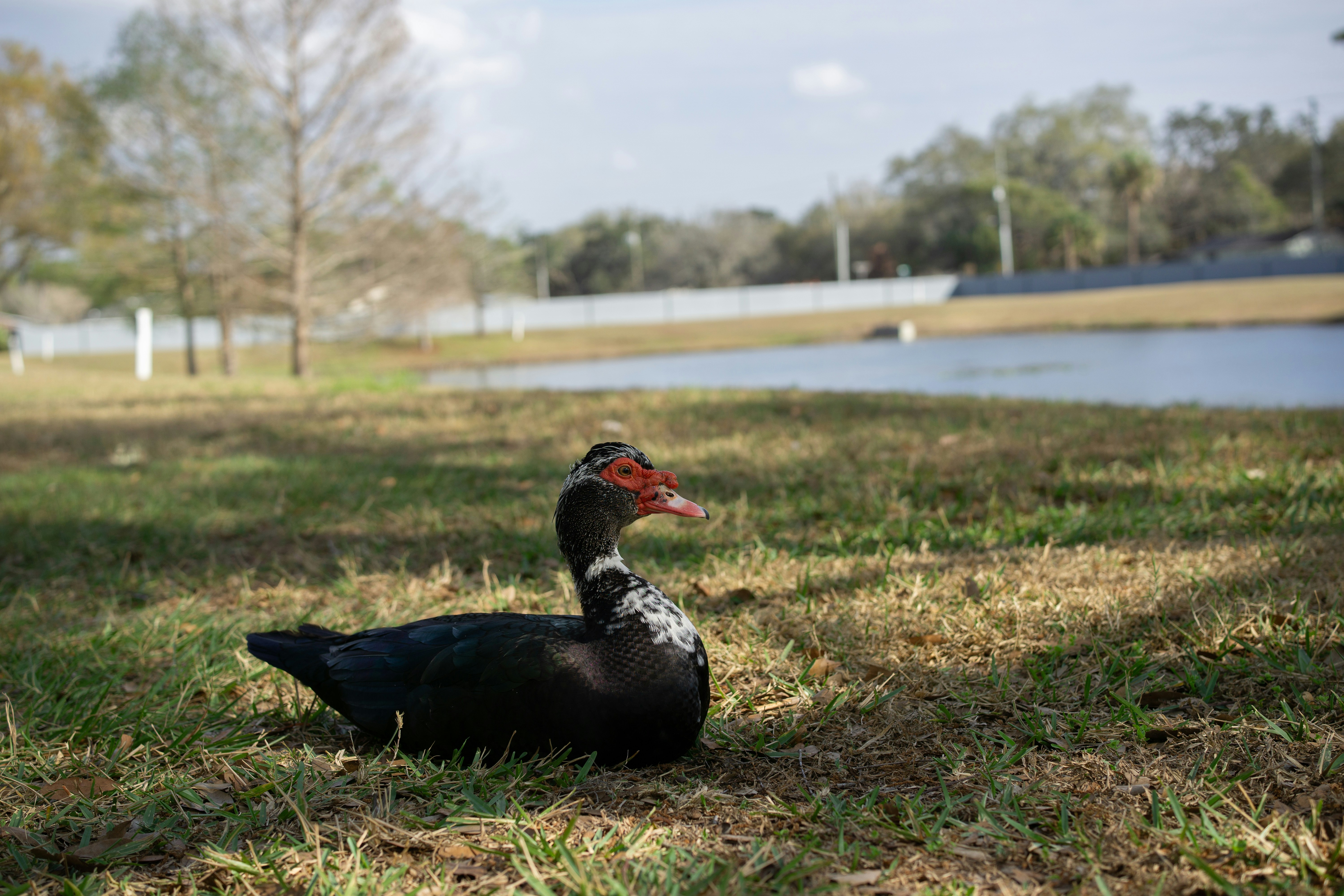 Red-beaked Duck Resting by a Lakeside Meadow