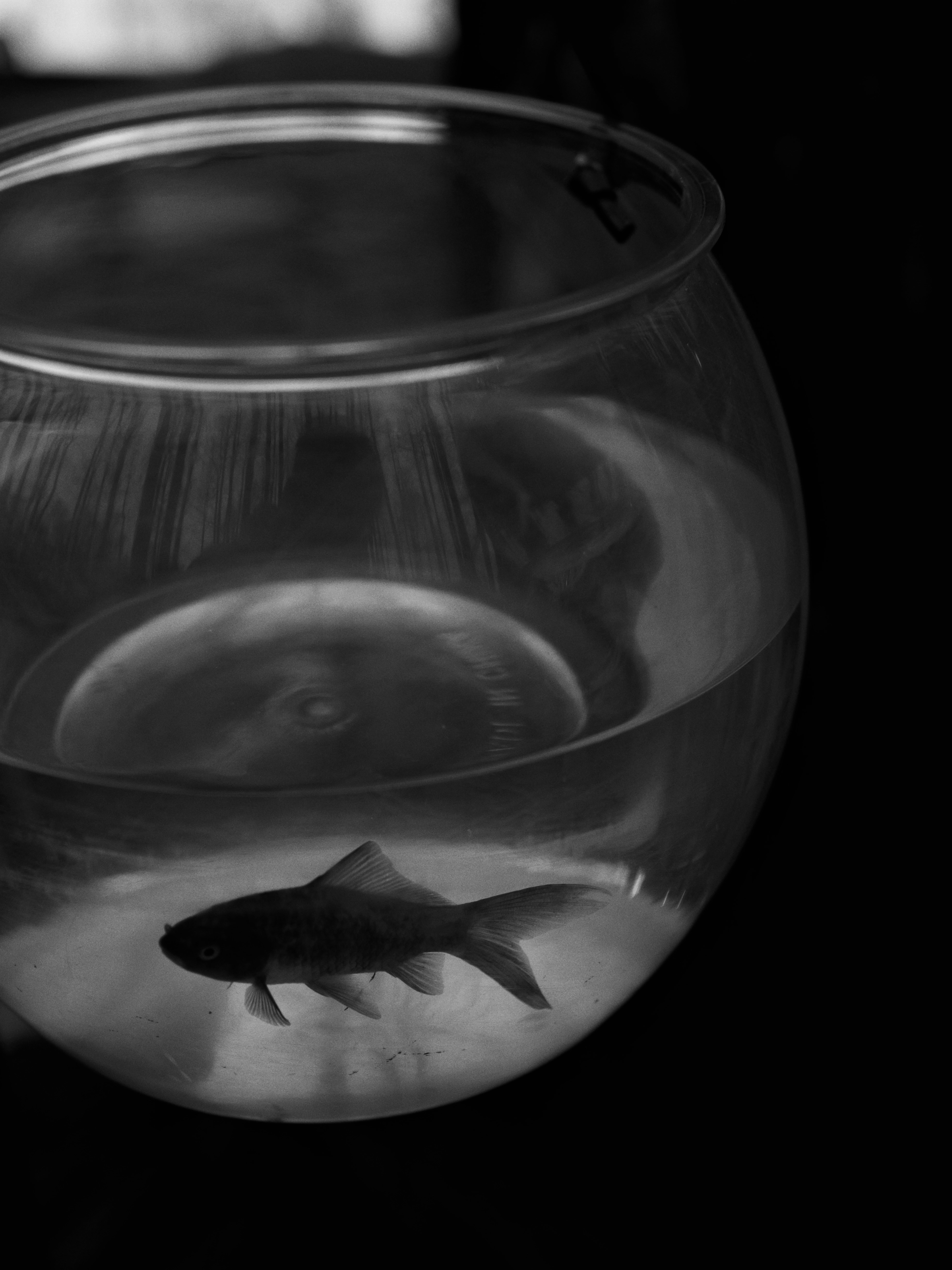 Moonlit Bowl: A Fish in Glass Within the Dark