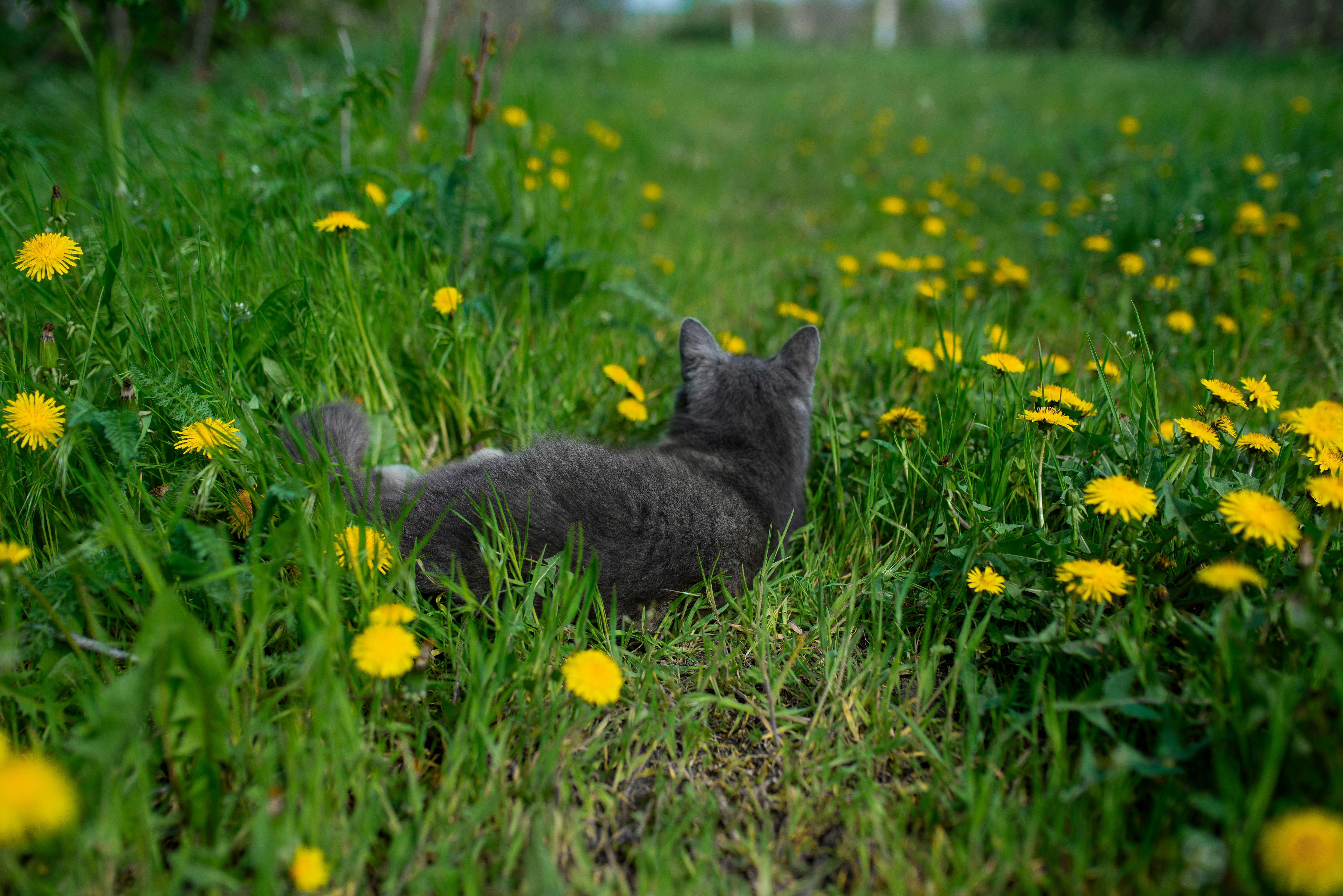 Grey Kitten in a Sea of Yellow Dandelions