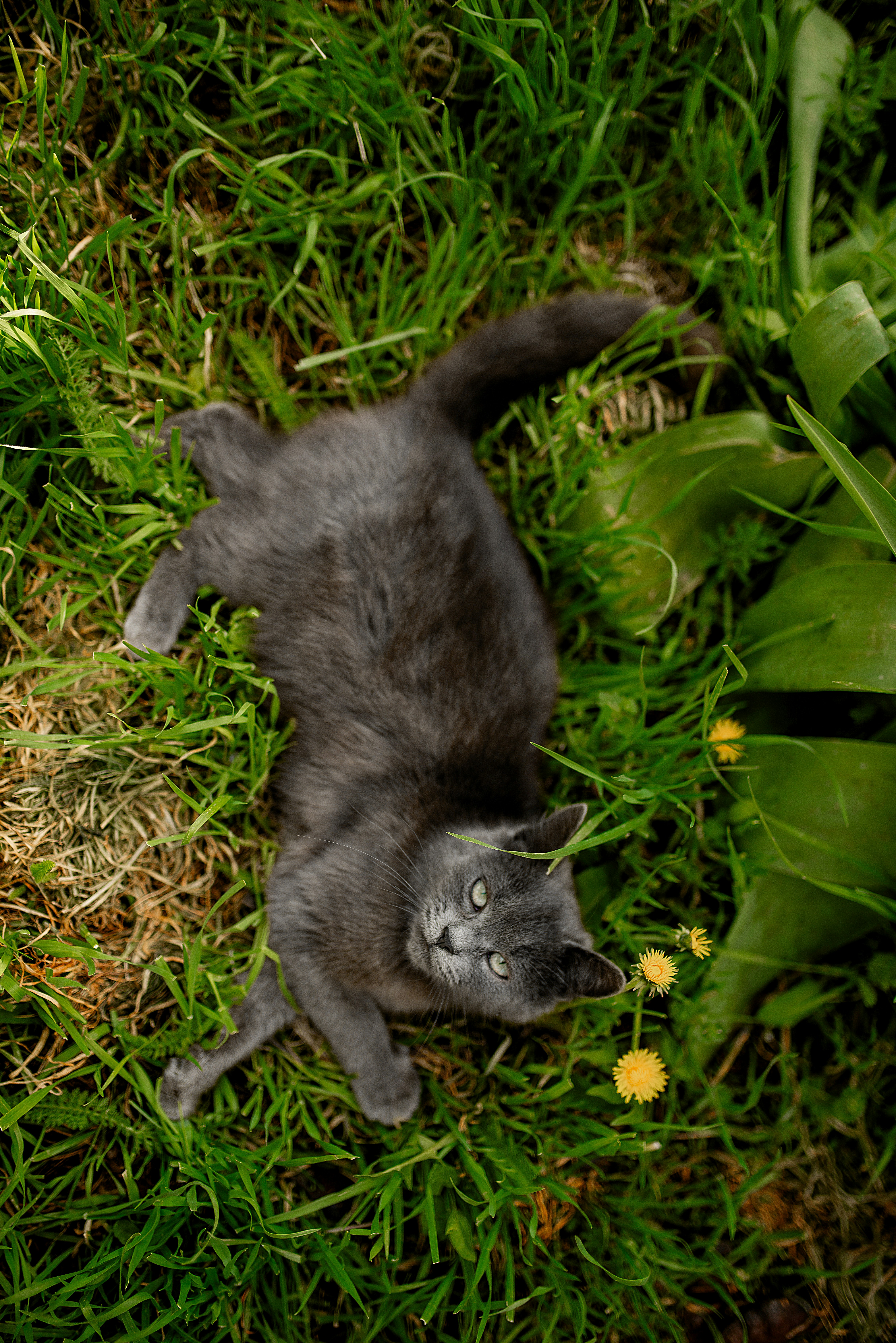 Gray Velvet in the Grass: A Curious Prowl Among Yellow Dandelions