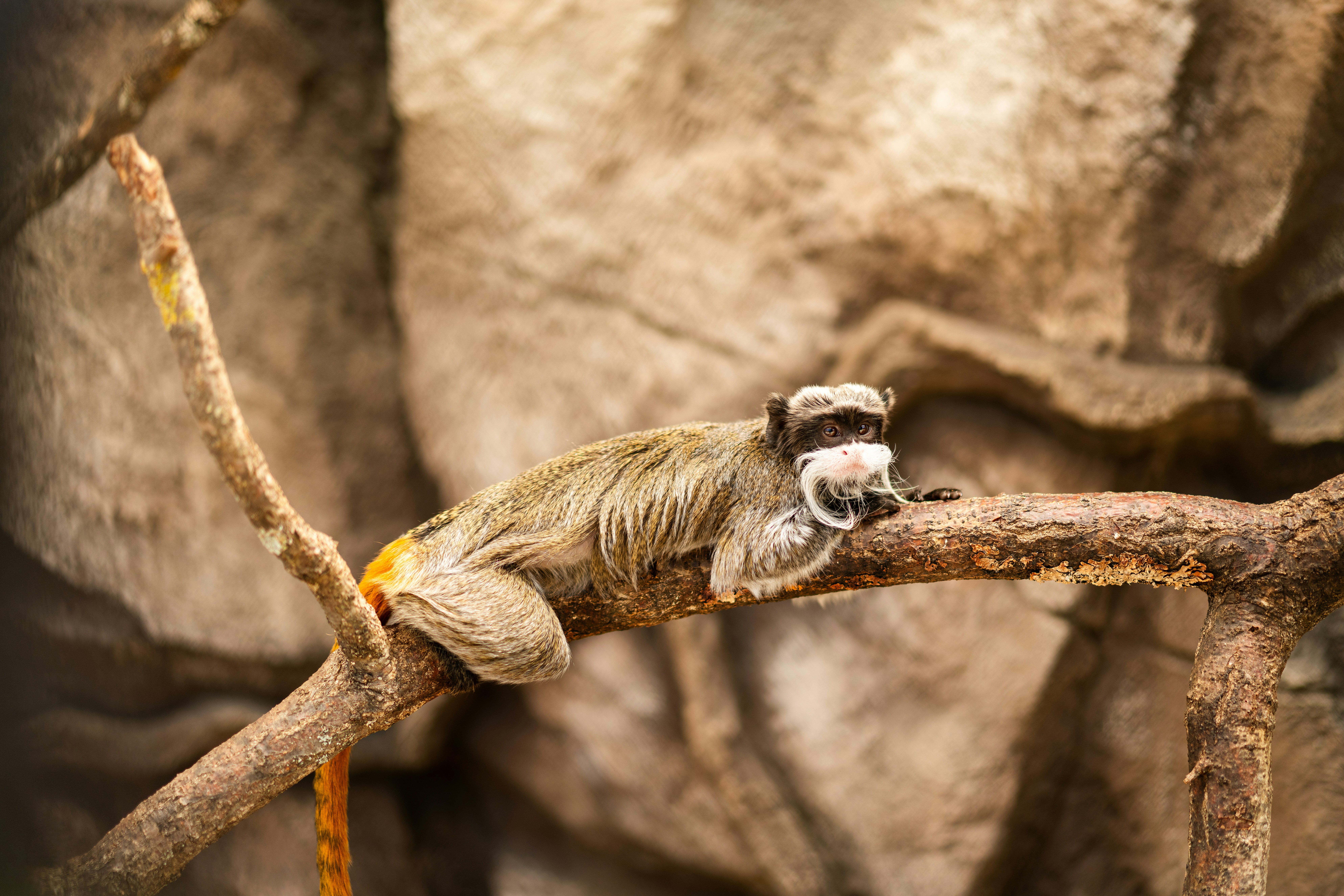 Resting on a Branch: A Dwarf Mongoose in a Quiet Bower