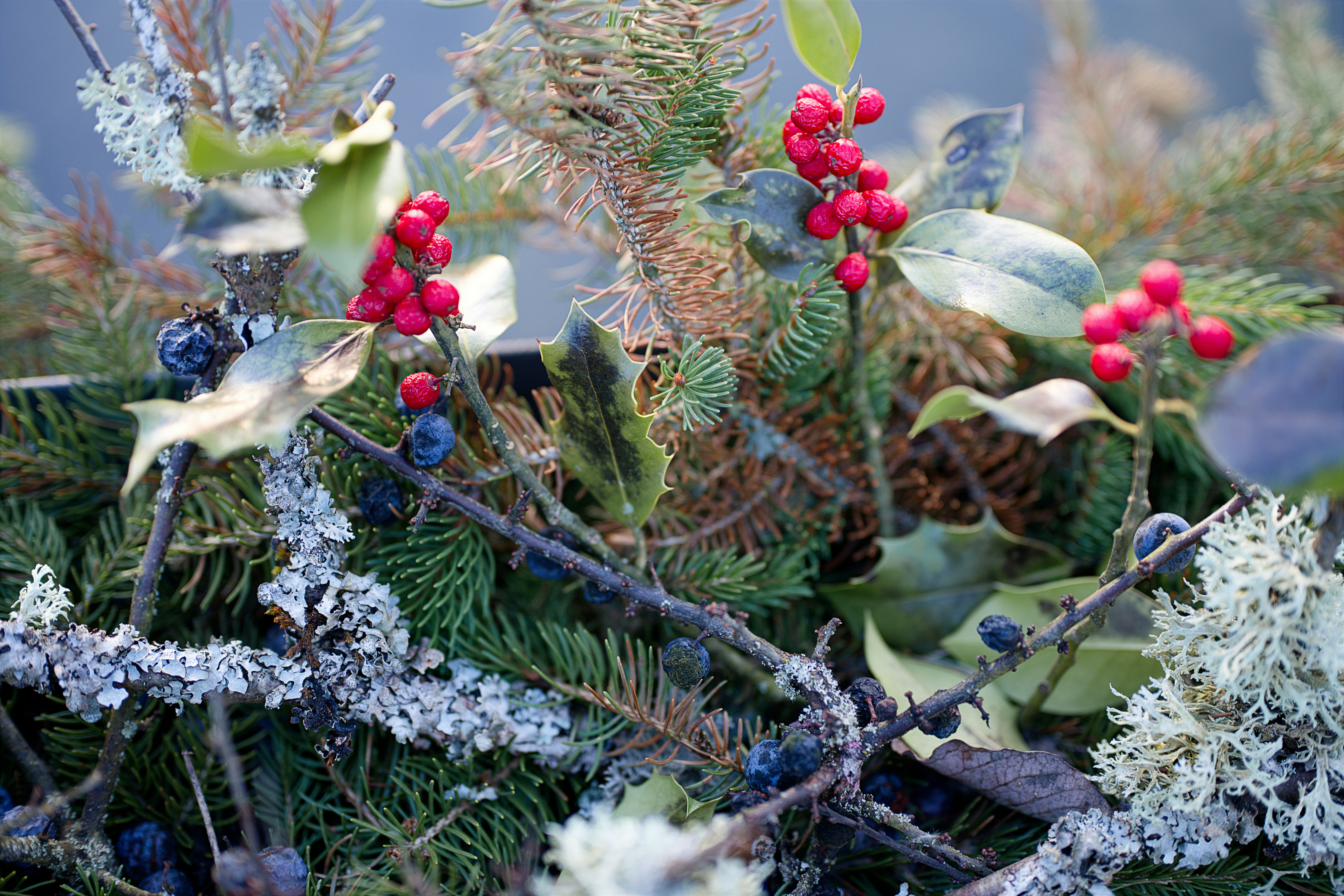 Winter Botanicals: Frosted Berries Among Evergreen Fronds