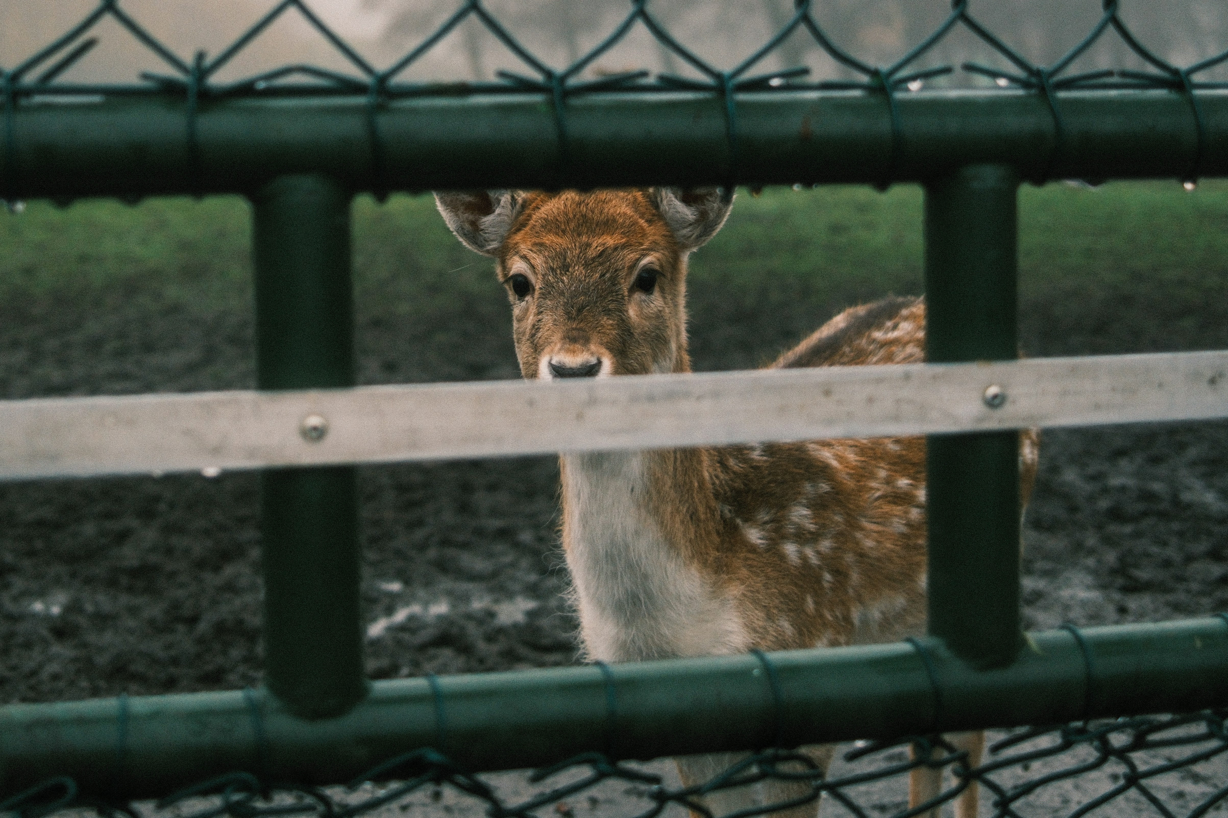 Young deer peers through slats: a quiet moment behind the fence