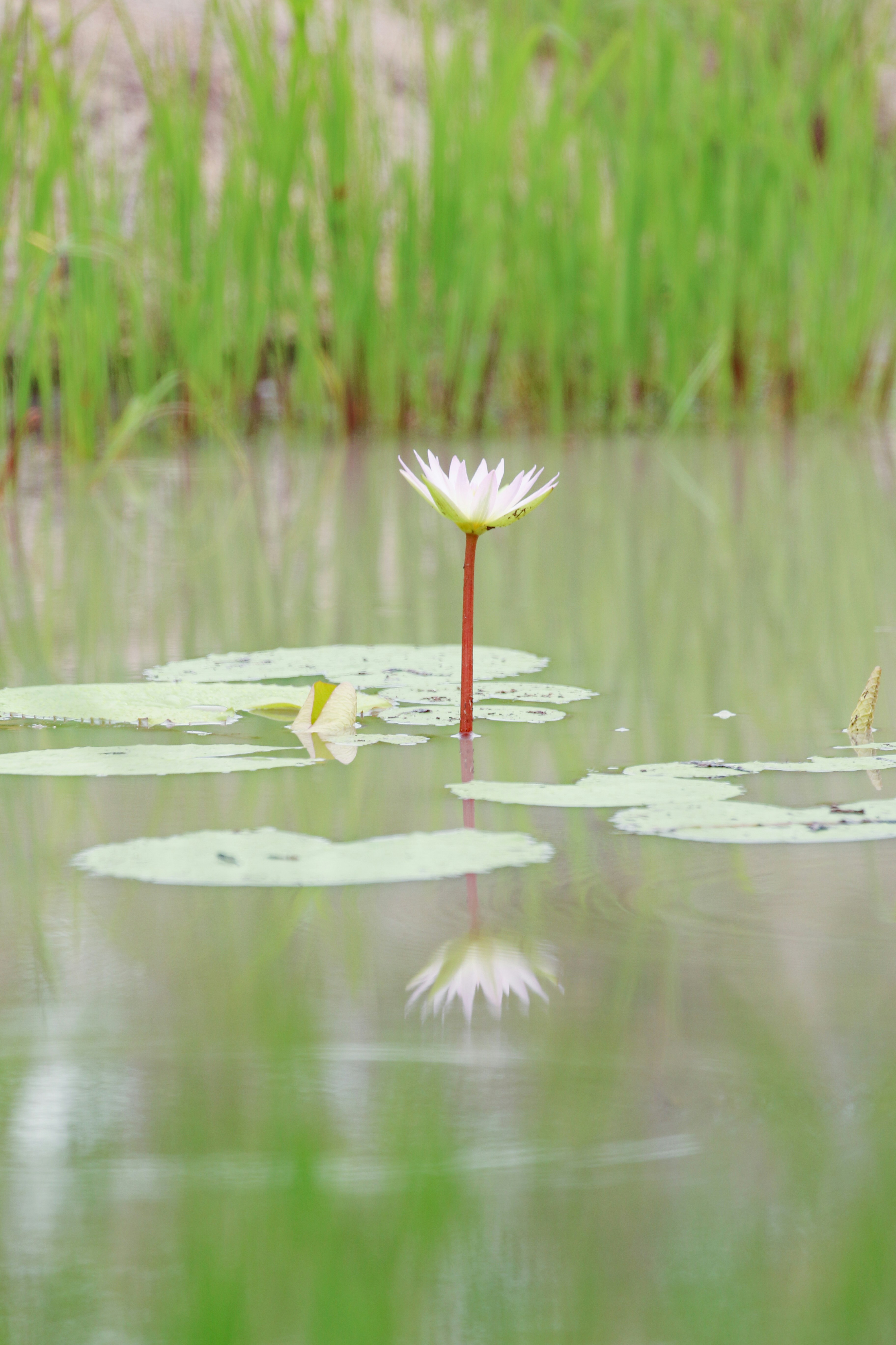 Floating Rose: A Single Water Lily Reaches Toward the Light