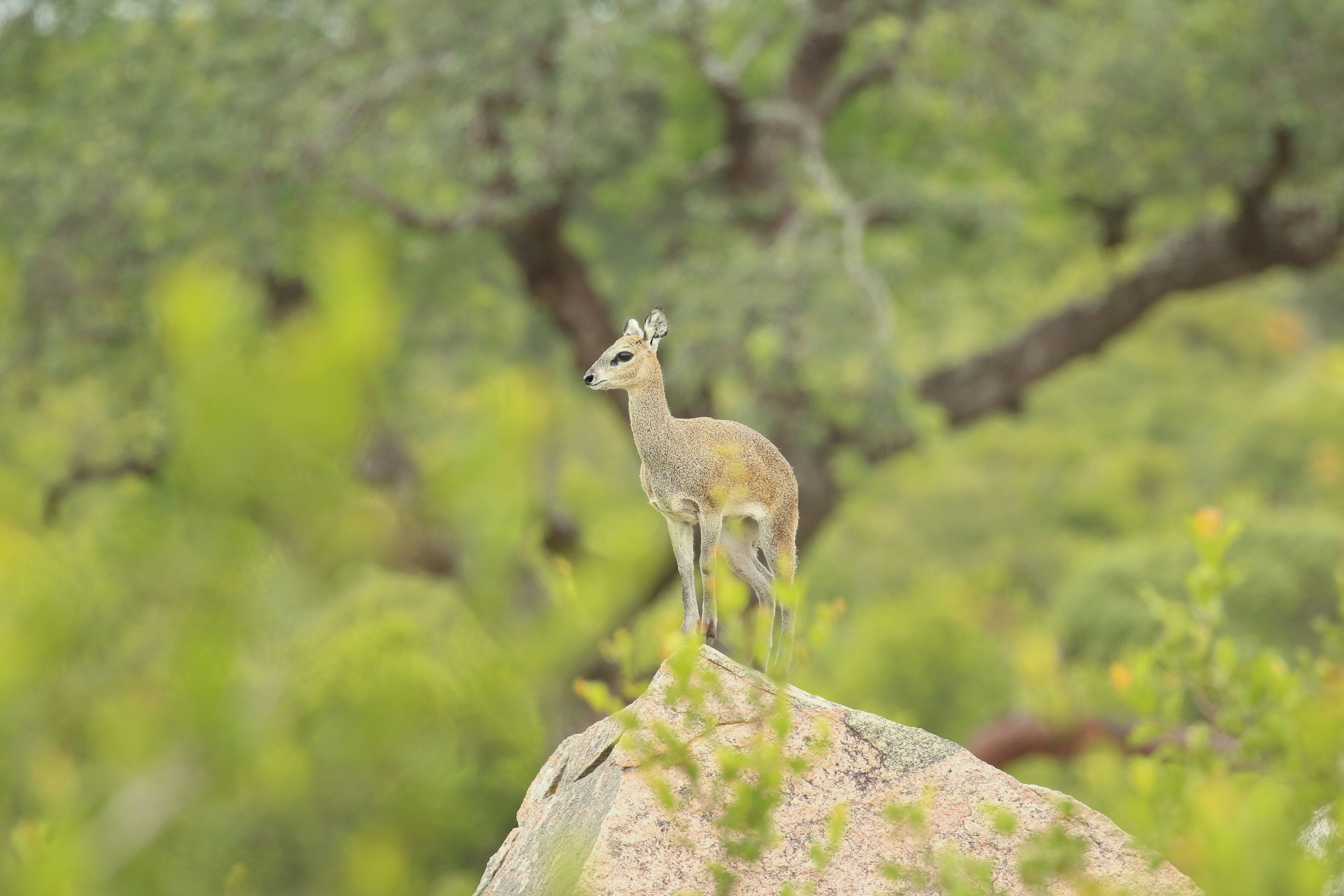 On the Crest: A gazelle poised atop a sunlit boulder