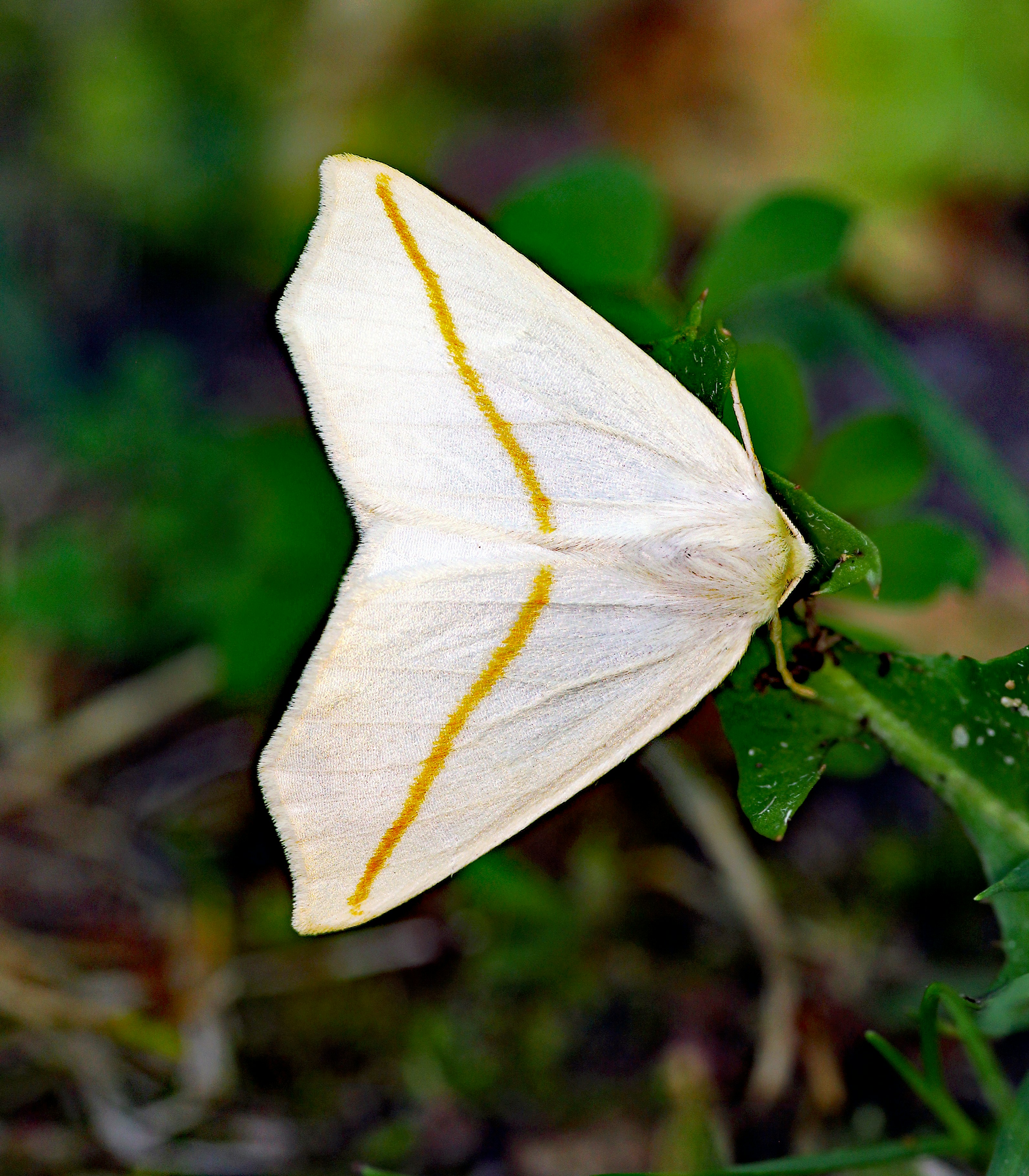 White Moth with Golden Vein: a close-up of a delicate lepidopteran resting on green foliage