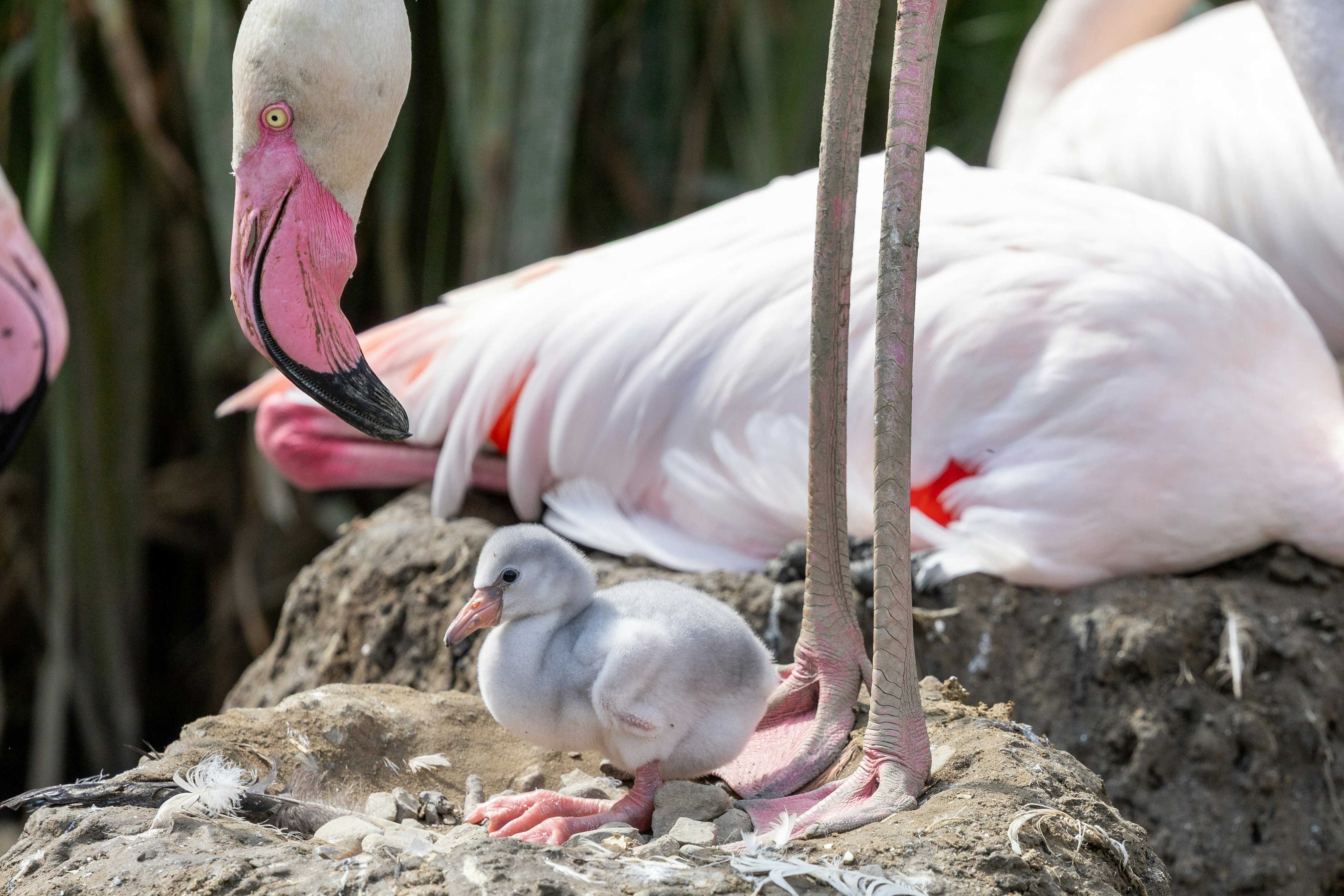 Curious Hatch: A Flamingo and its Budding Chick