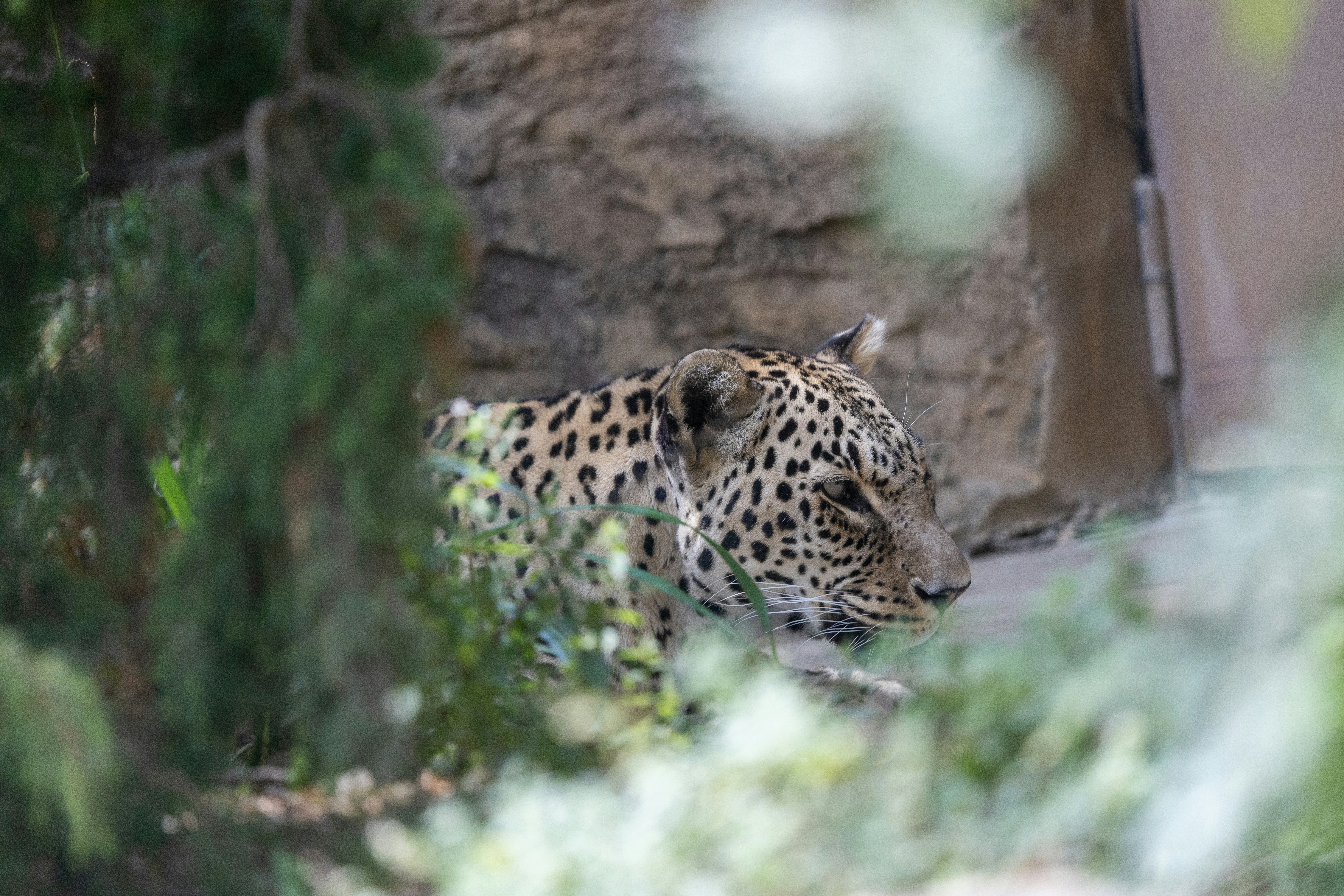 Leopard in Dappled Light: A Quiet Stare through the Foliage