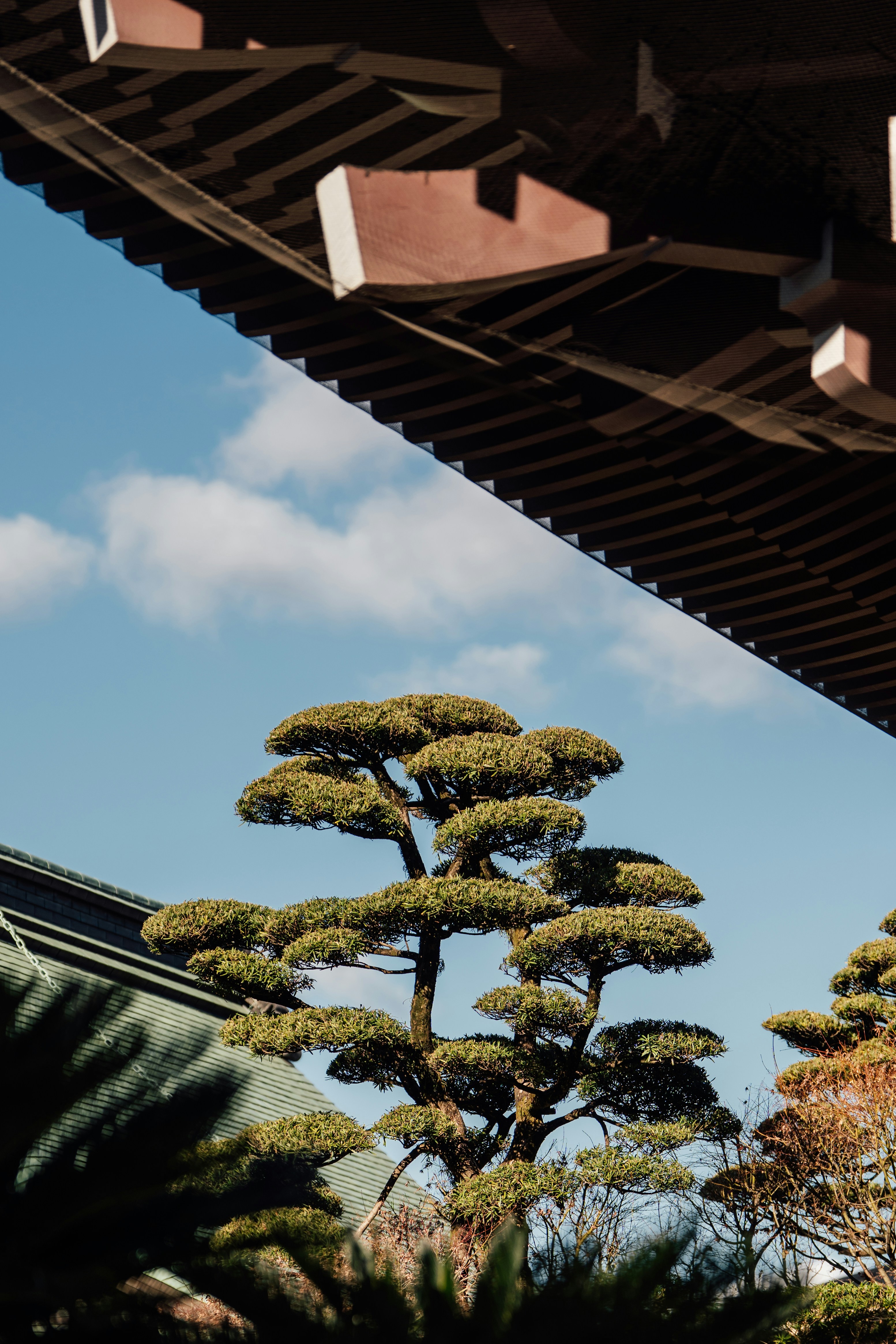 Under the Roofline: Sculpted Bonsai Trees Beneath a Traditional Gable