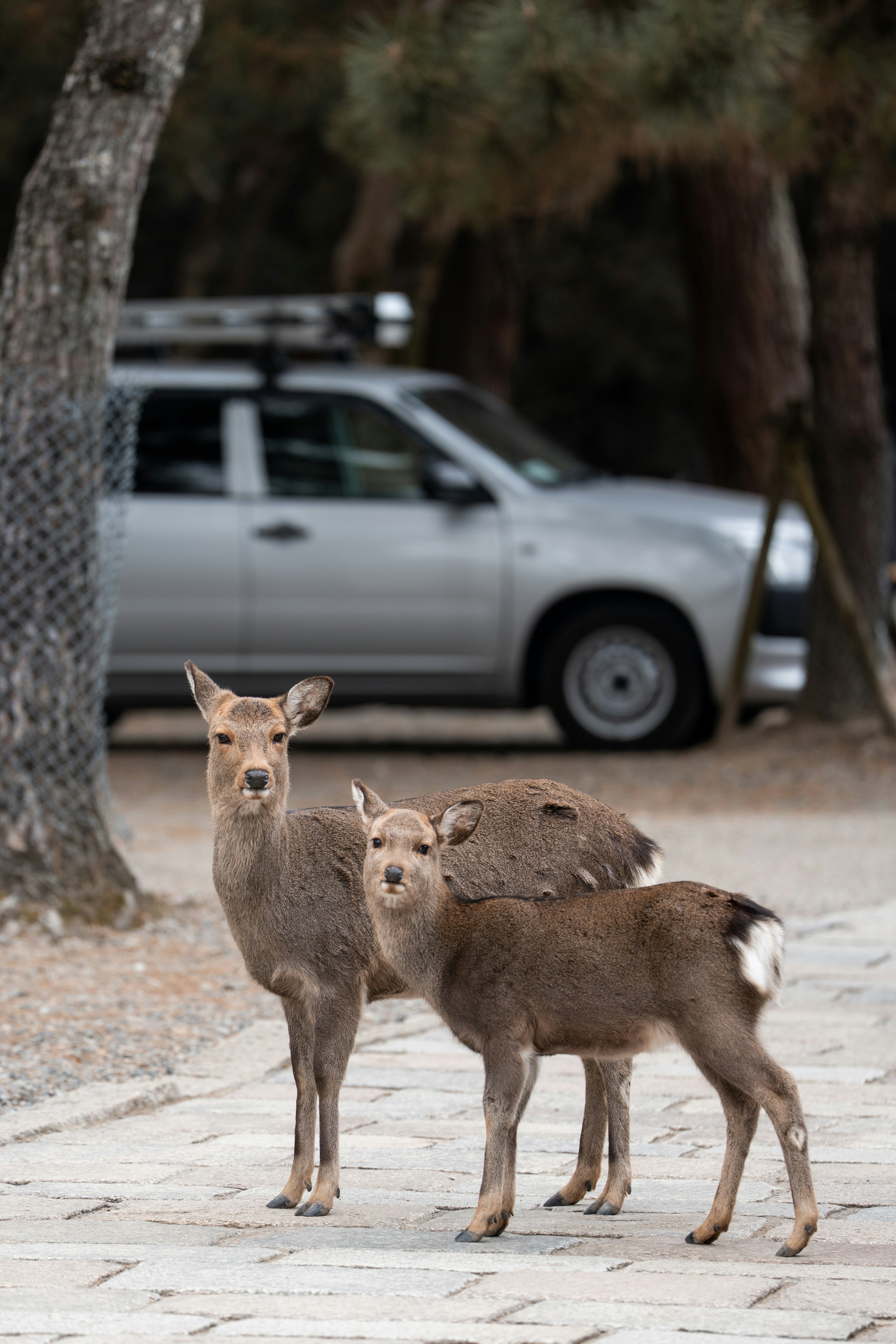 Two deer pause on a gravel path with a blurred pickup in the background