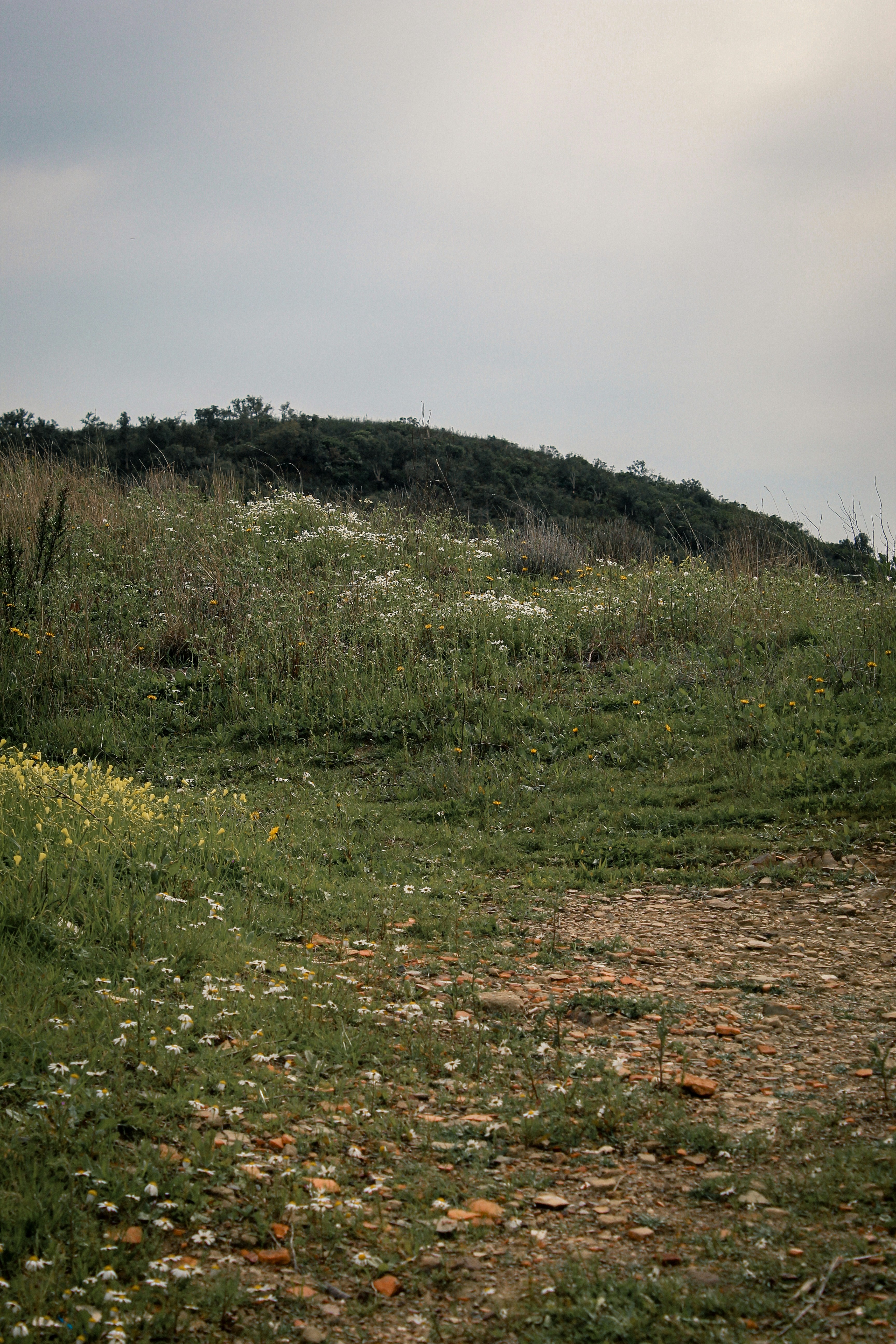 Wildflower Ridge at Dusk Path