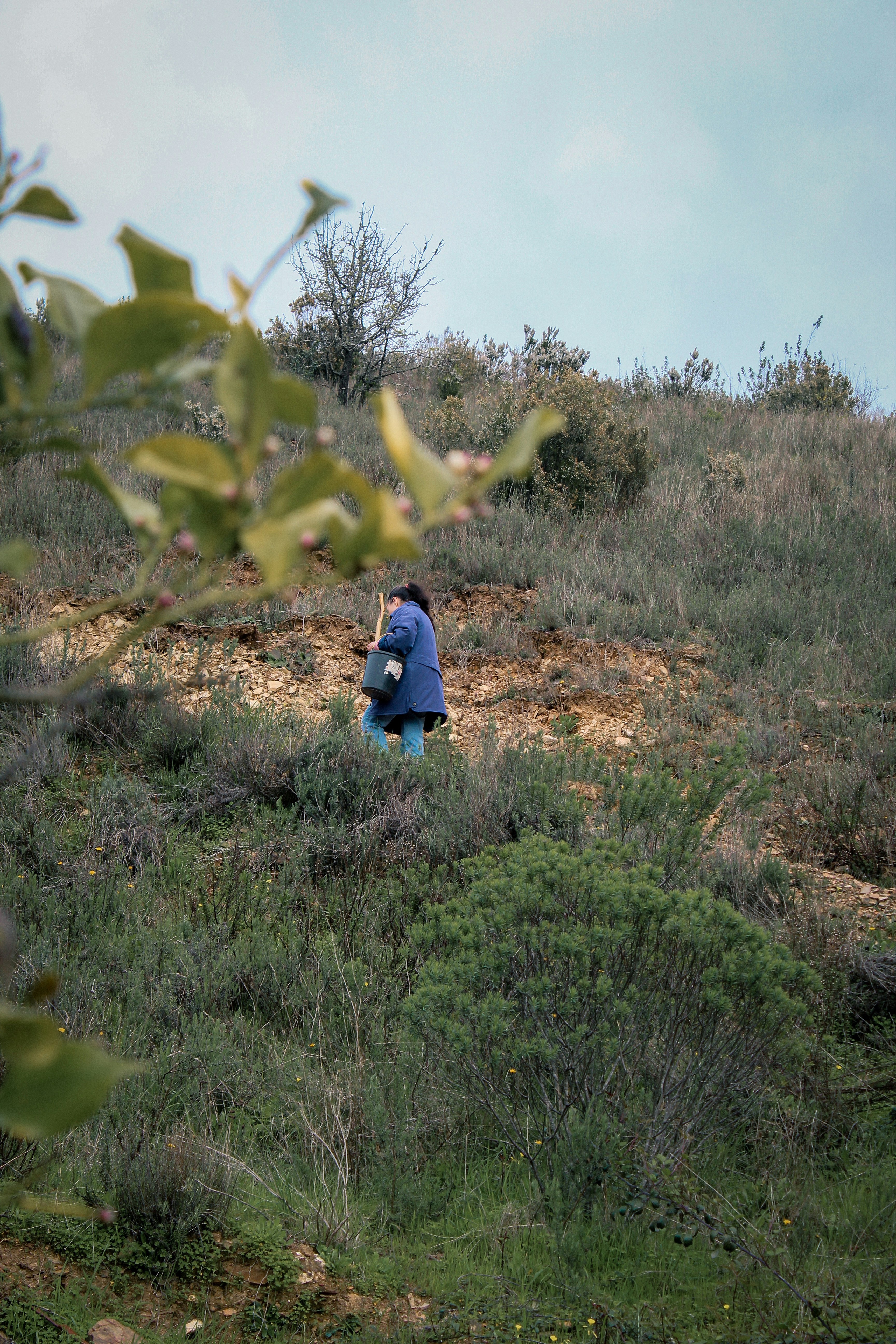 Lone Traveler in a Hillcrest Path